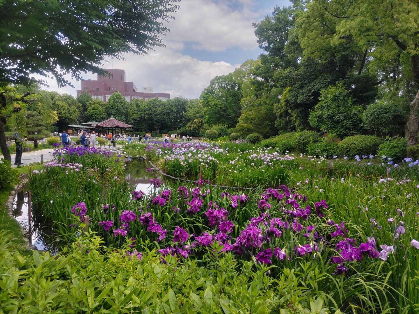 初めての城北菖蒲園は見事！ / asayanさんの大阪市の活動データ | YAMAP / ヤマップ