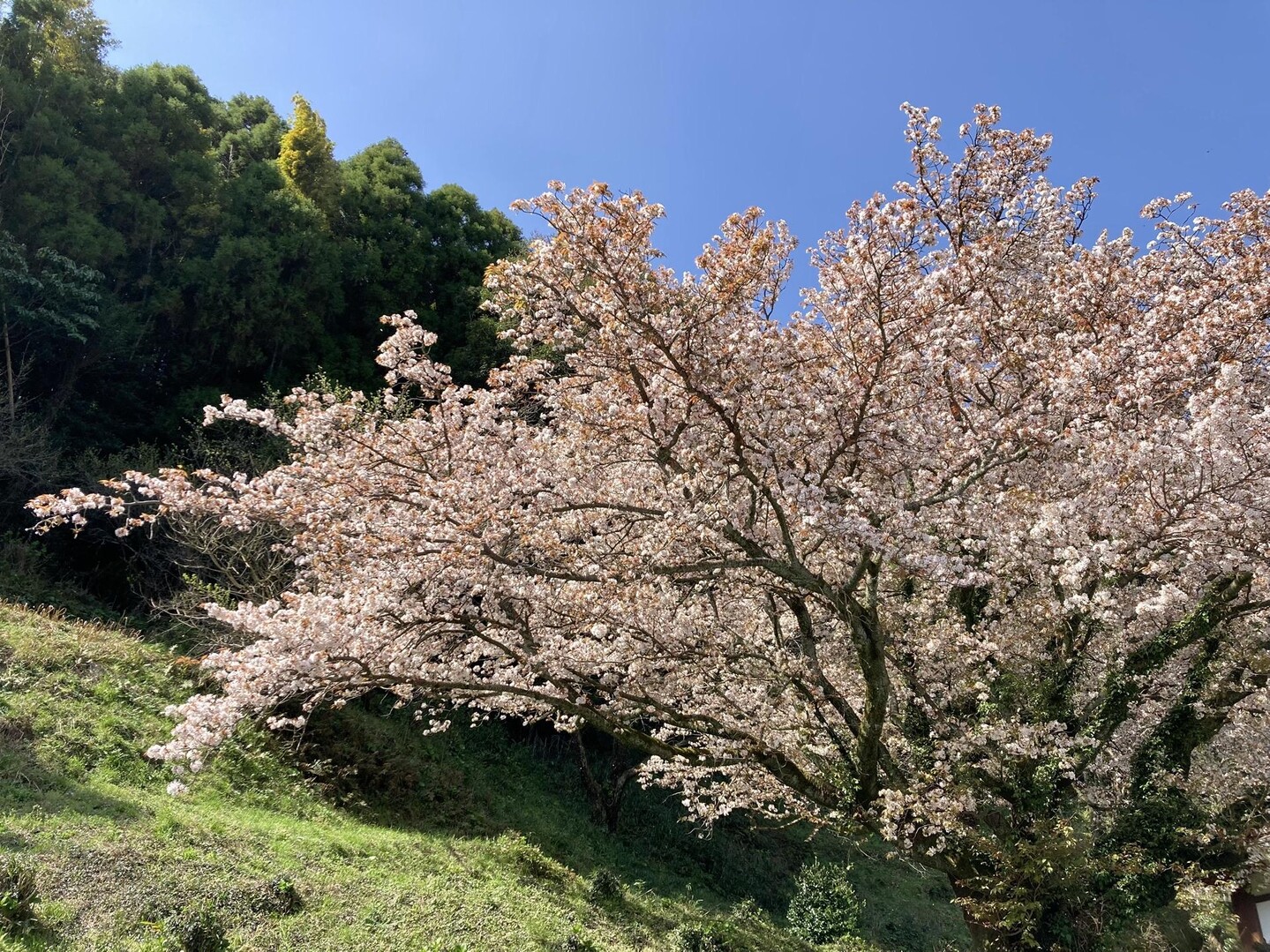 山麓に咲き誇るヤマザクラ🌸 お気に入り... / wara2さんのモーメント | YAMAP / ヤマップ