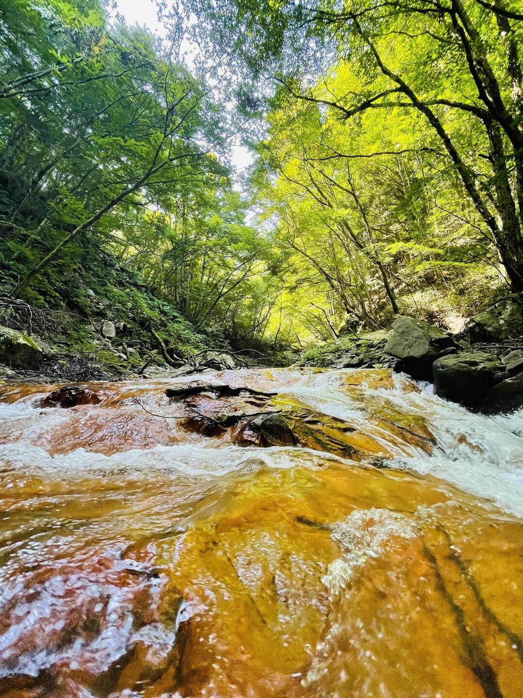 米子川 沢登り / timomo☺︎さんの明覚山の活動データ | YAMAP / ヤマップ