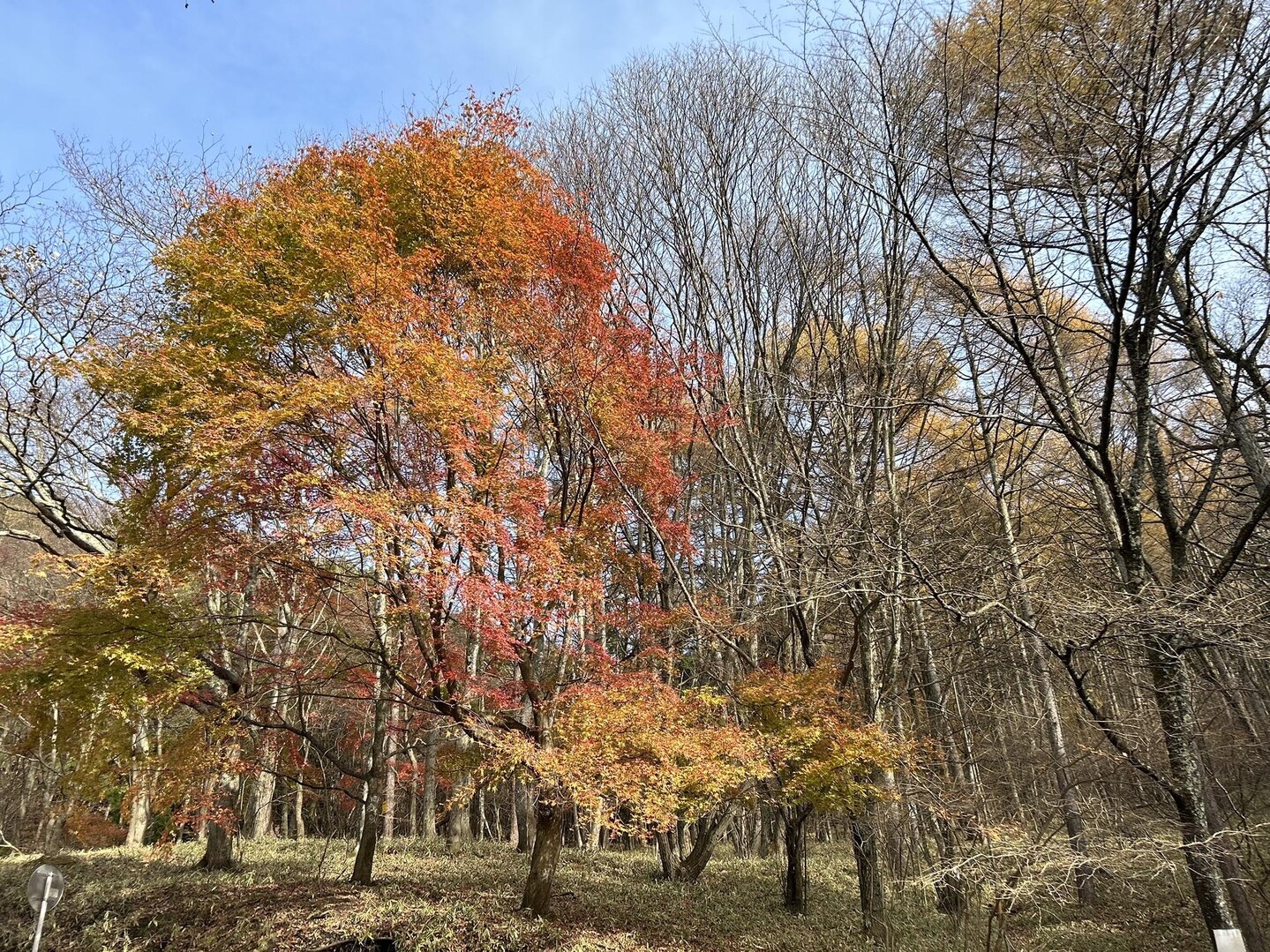 火起山・竈山・鍋割山 11月一発目 ソロ登山 / tea_thank you さんの赤城山・黒檜山・荒山の活動データ | YAMAP / ヤマップ
