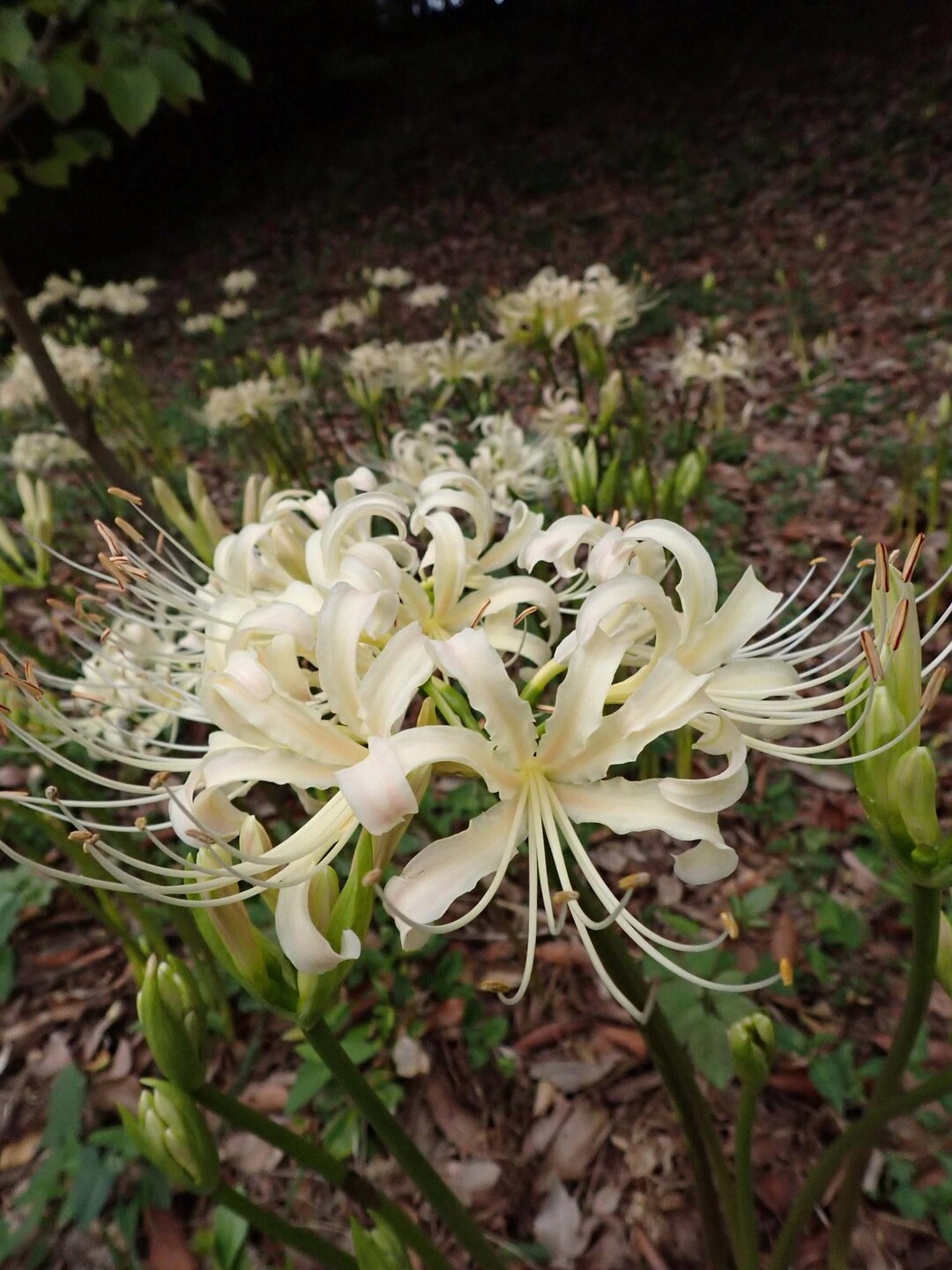 〈ウォーキング2〉 6.7km 1時間2... / 京ひなた猫さんのモーメント | YAMAP / ヤマップ