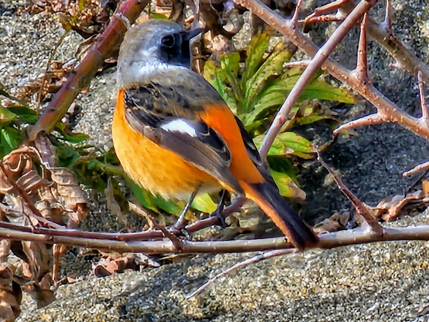 2023/12/17(日) 山に行けま... / おタケさんのモーメント | YAMAP / ヤマップ