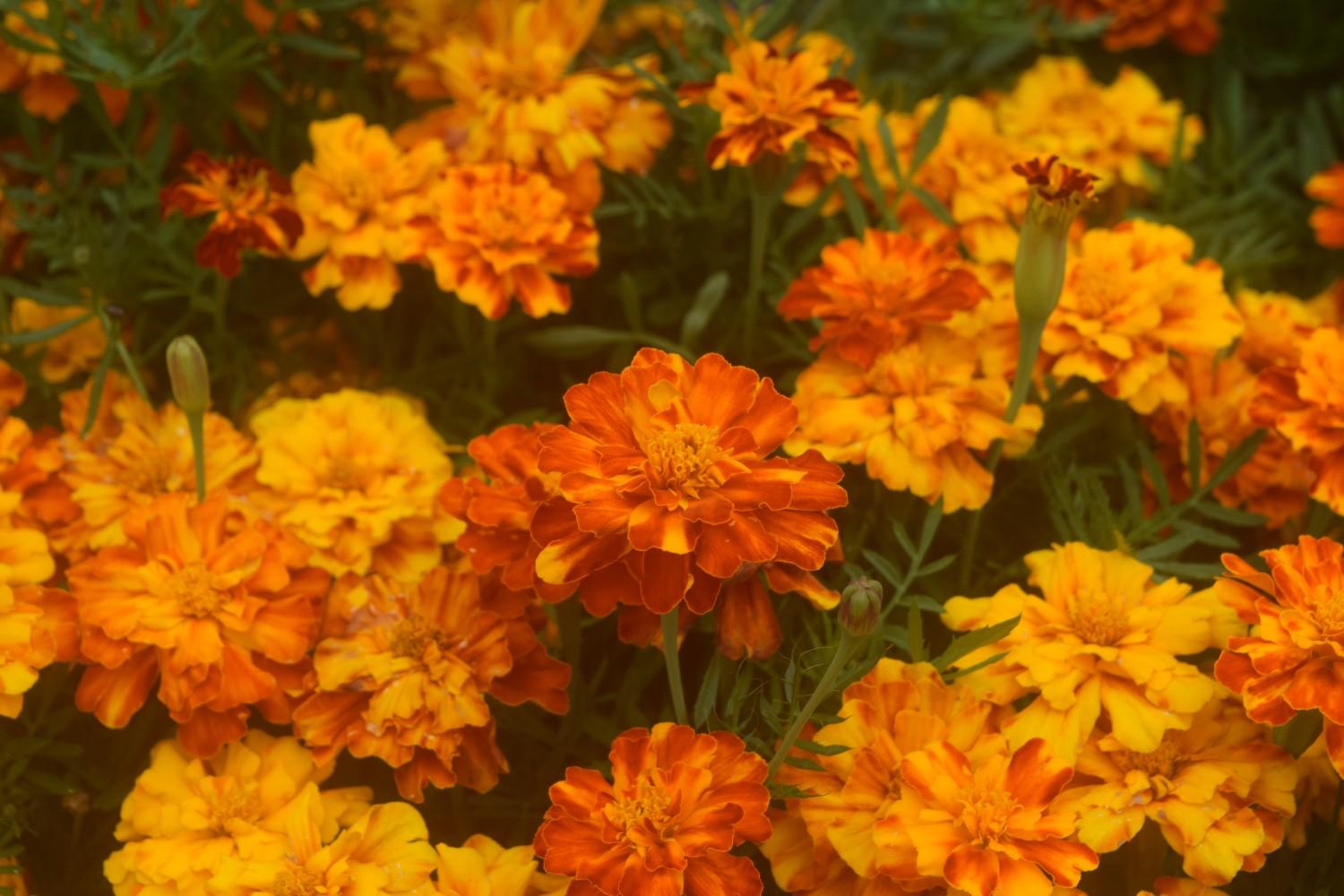 センジュギク(千手菊)💠 花言葉は「嫉... / hiroさんのモーメント | YAMAP / ヤマップ