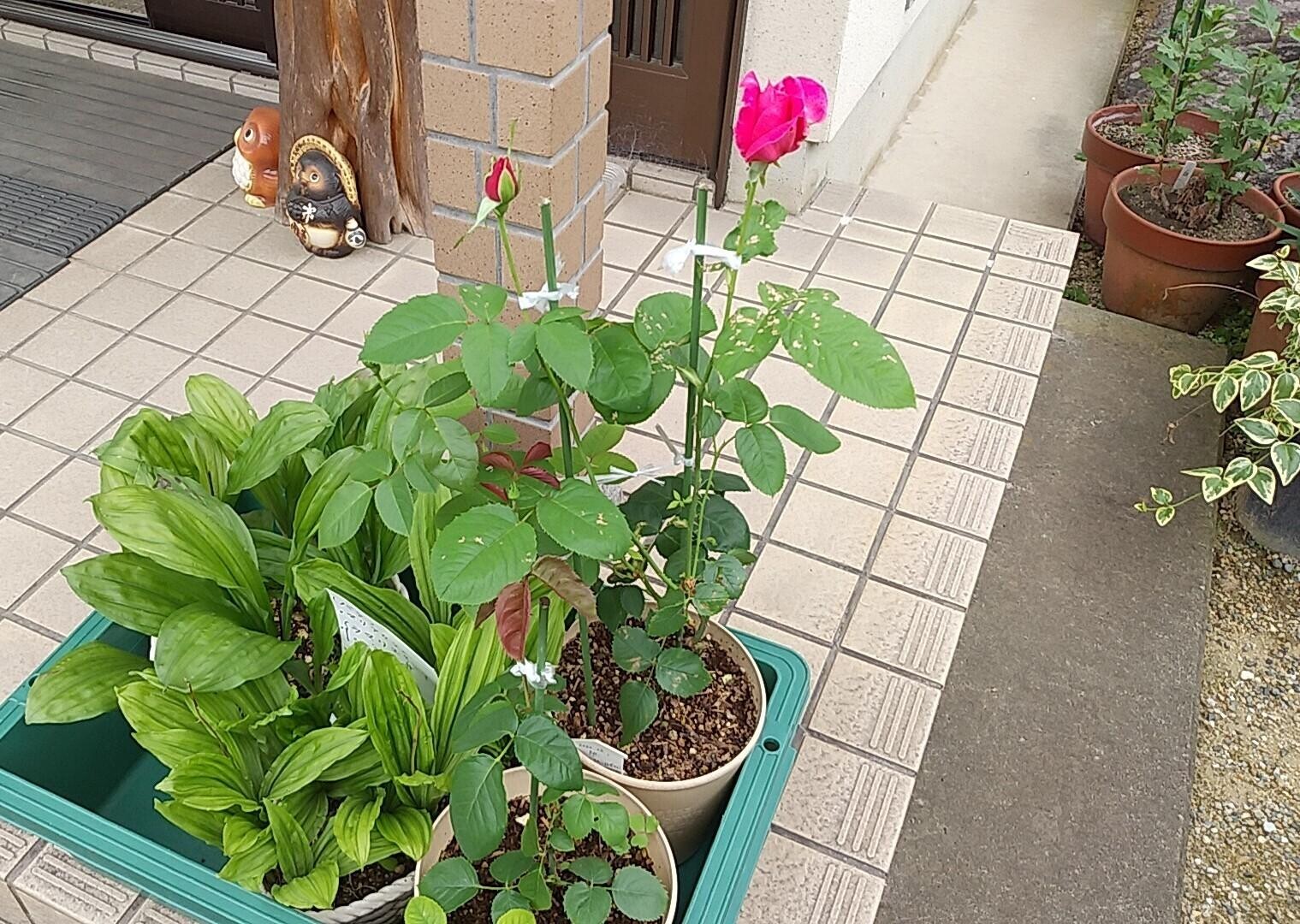 2024.5.18 カラスいろいろ フォ... / kawaさんのモーメント | YAMAP / ヤマップ