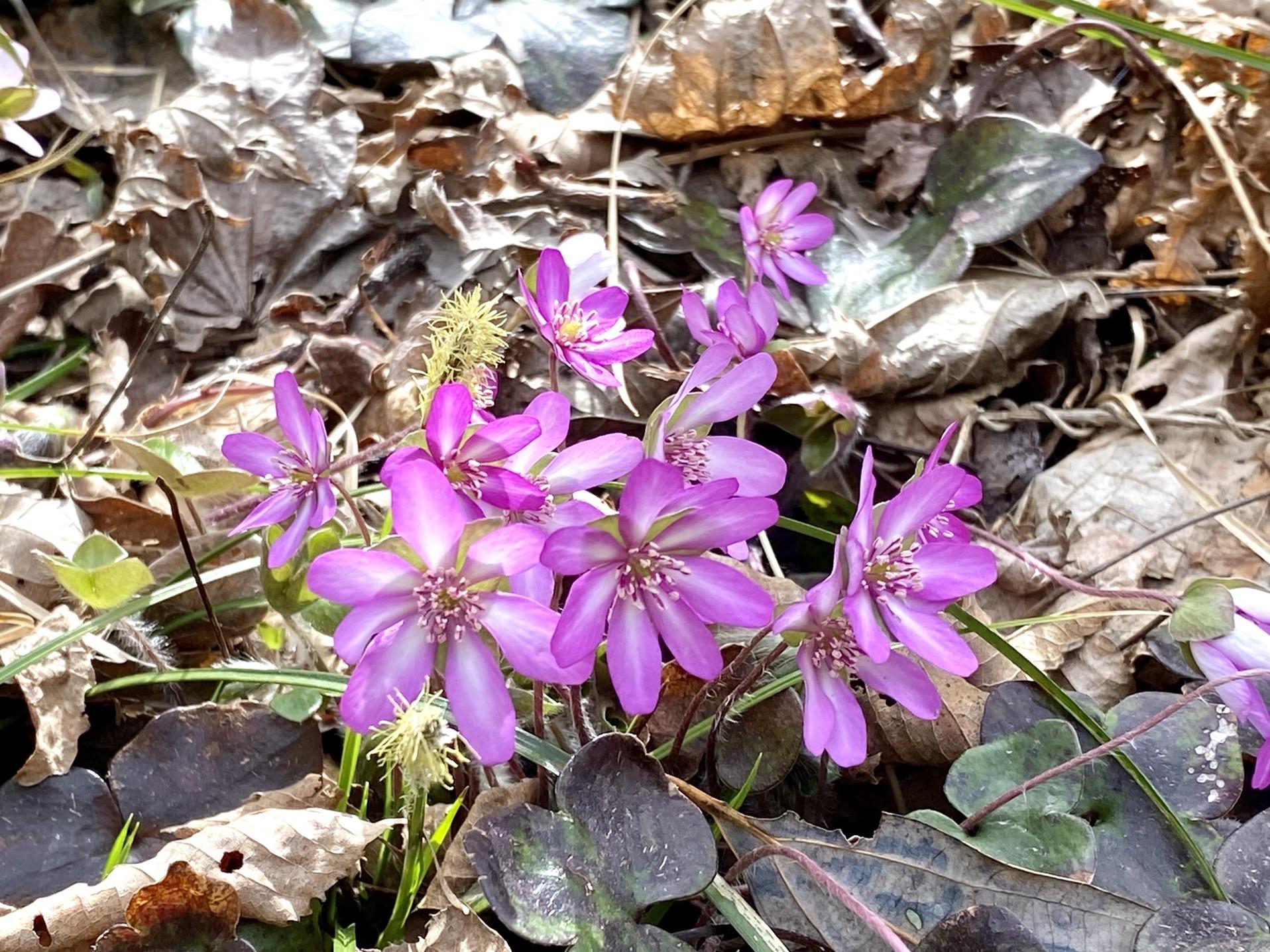 【猿山】能登はやさしや土までも / random walkerさんの猿山の活動データ | YAMAP / ヤマップ