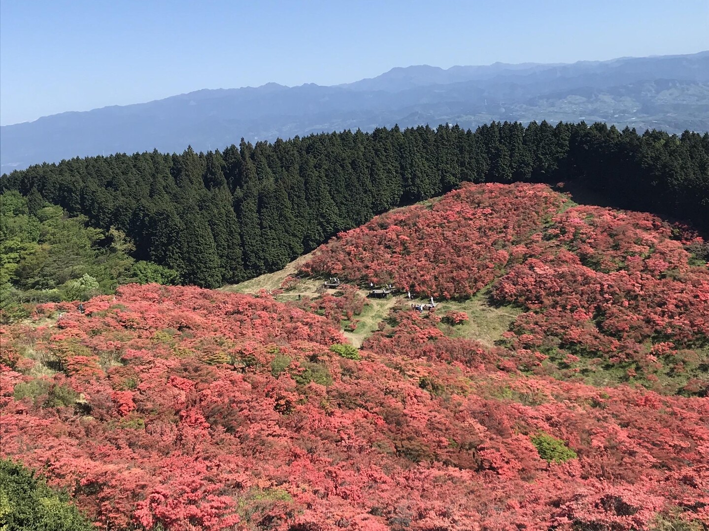 今年もツツジ 金剛山・葛城山をハシゴ💎 / MOさんの金剛山・二上山・大和葛城山の活動データ | YAMAP / ヤマップ