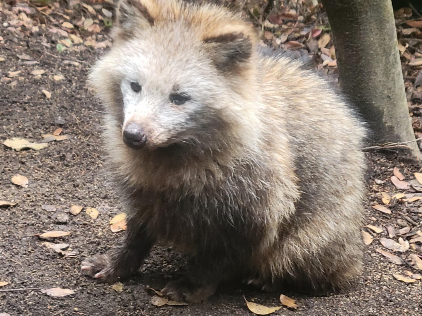 仙酔島 / RIMOさんの彦山・臼木山の活動データ | YAMAP / ヤマップ