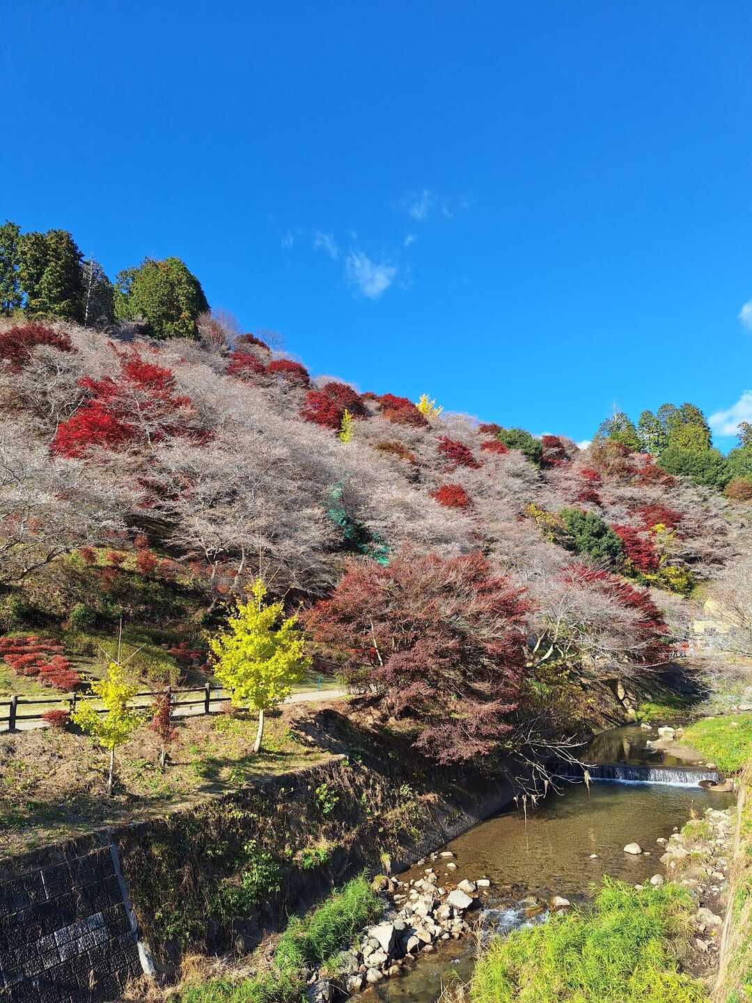 2024.12.1 愛知県豊田市 今年も... / 美濃国の足軽日記📕さんのモーメント | YAMAP / ヤマップ
