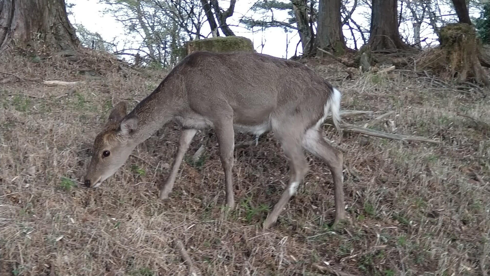 2024/4/17 塔ノ岳〜丹沢山 / ERIさんの塔ノ岳・丹沢山・蛭ヶ岳の活動データ | YAMAP / ヤマップ