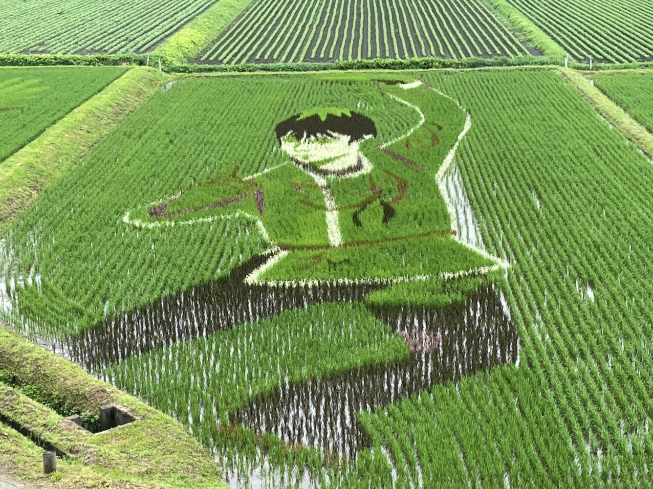角田市 田んぼアート LSD🏃🏻‍♂... / しんさんのモーメント | YAMAP / ヤマップ
