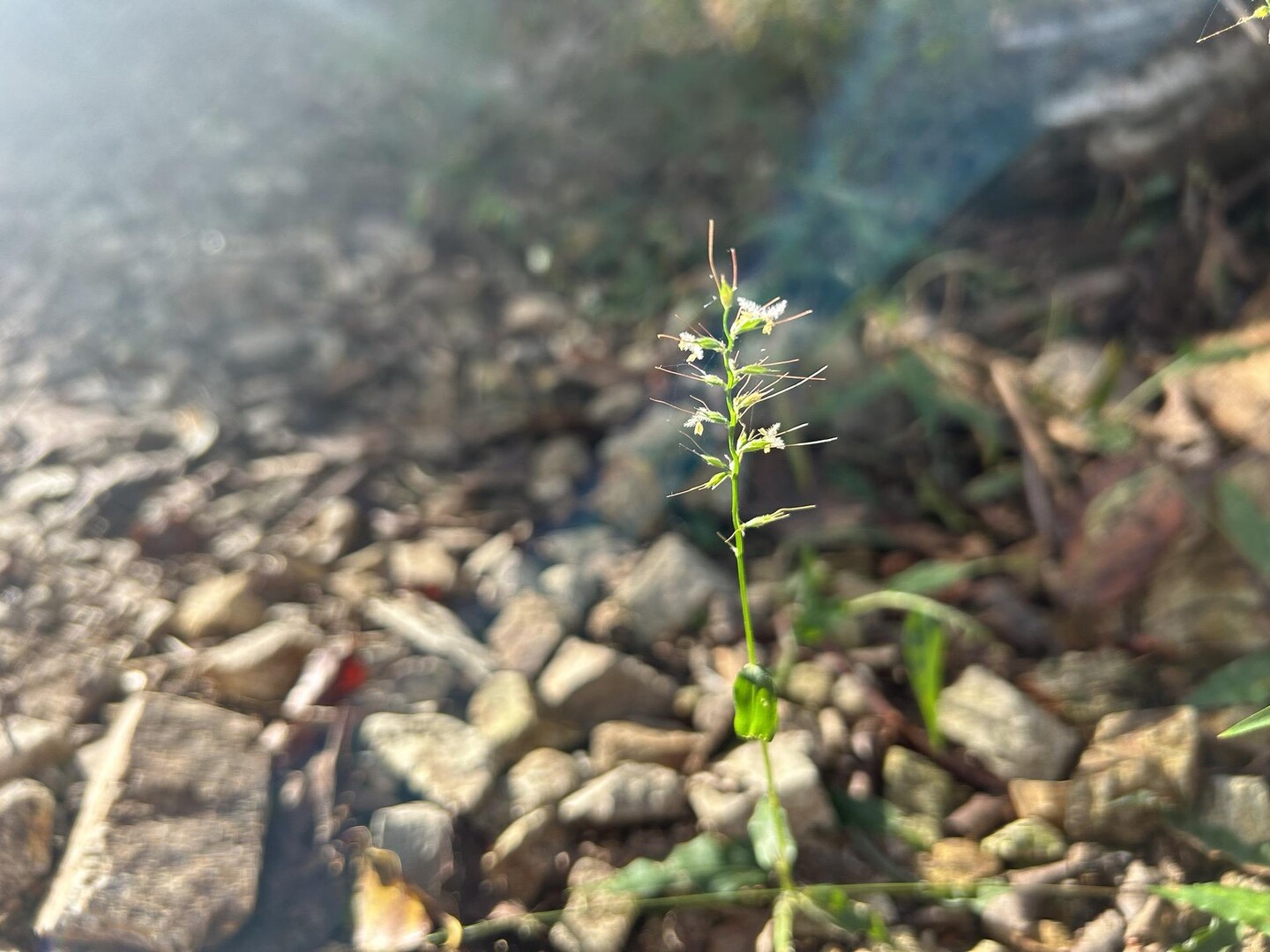 やっぱり楽しい雨山 / Yukakoさんの紀泉アルプス・飯盛山・ボンデン山の活動データ | YAMAP / ヤマップ