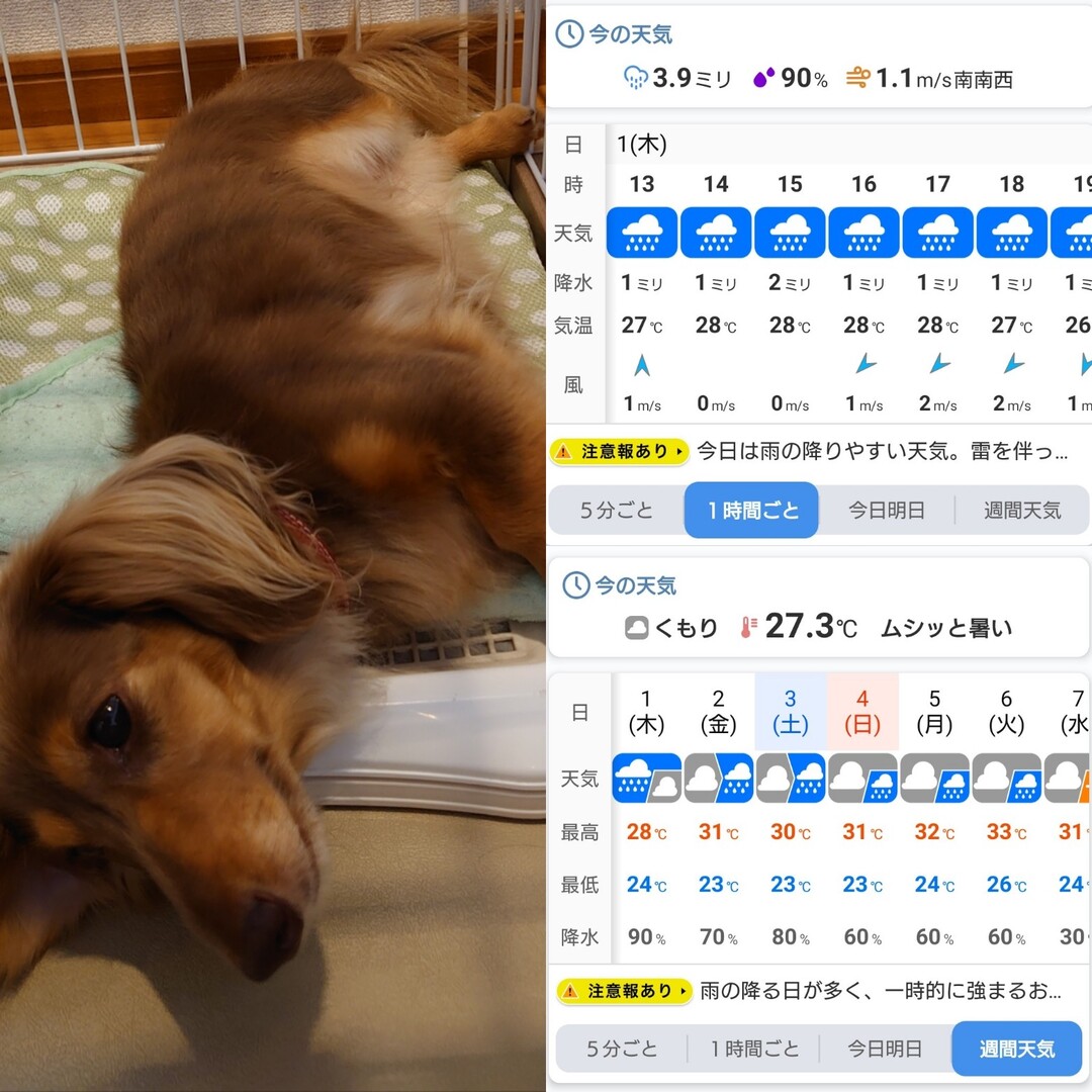 もんもんʕ⁠ ⁠ꈍ⁠ᴥ⁠ꈍ⁠ʔもんちむ ... / Pakkun🚶 & もんちむ🐒さんのモーメント | YAMAP / ヤマップ