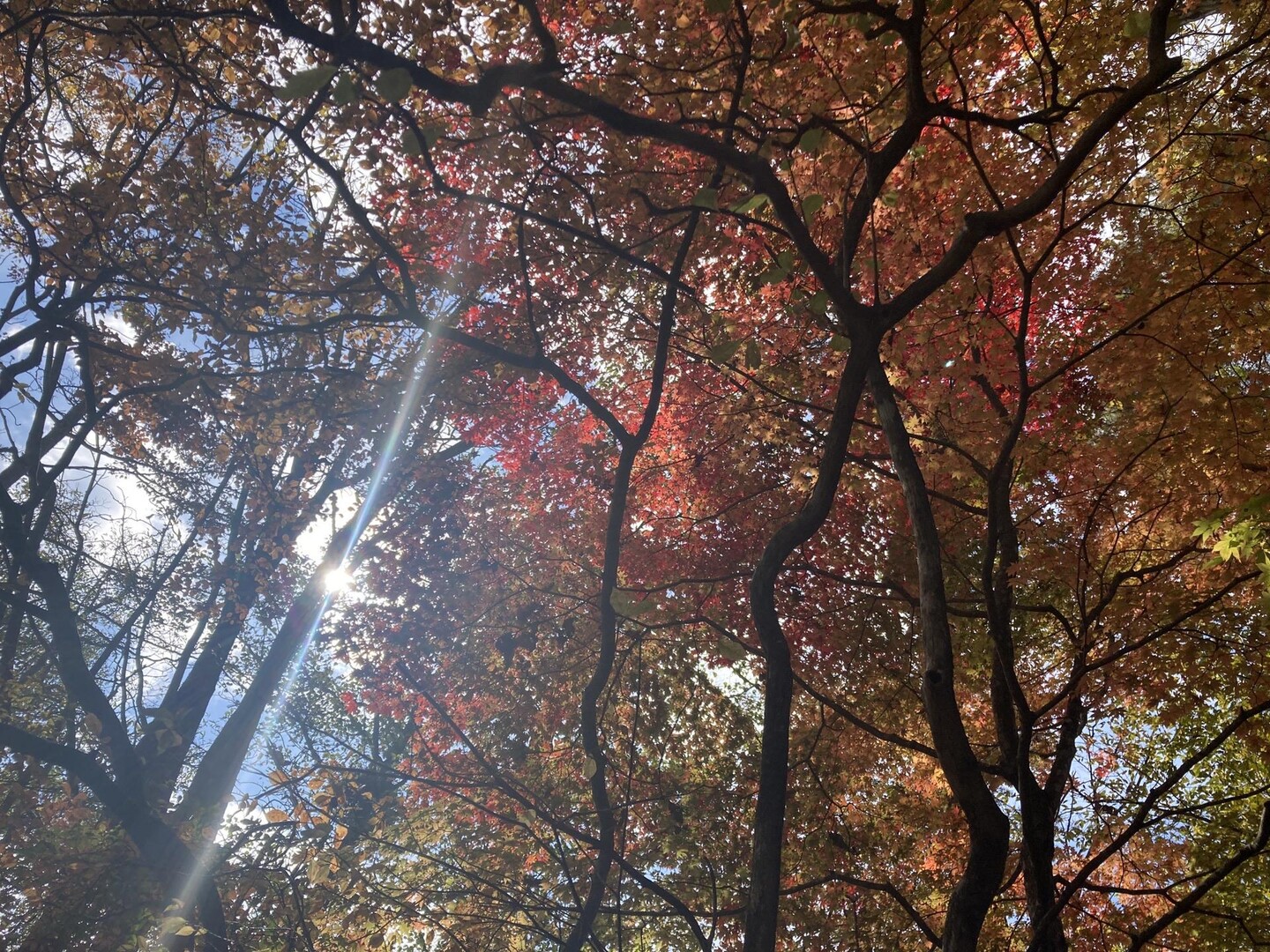 帯那山・奥帯那山・見越山 / ktmlさんの帯那山の活動データ | YAMAP / ヤマップ