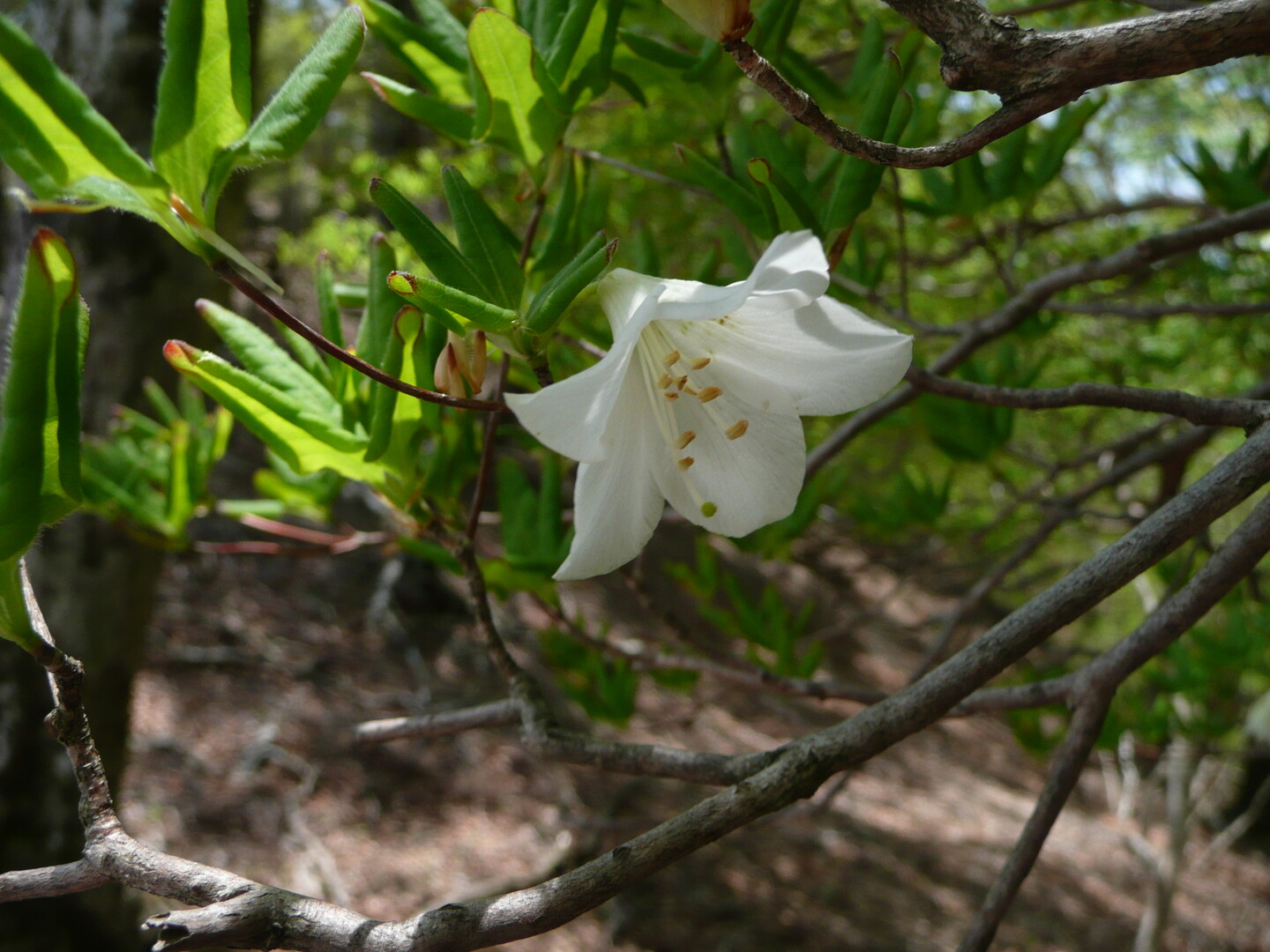 2012-5-12雲早山～高丸山縦走 / turugi1955さんの雲早山・高丸山・西三子山の活動データ | YAMAP / ヤマップ