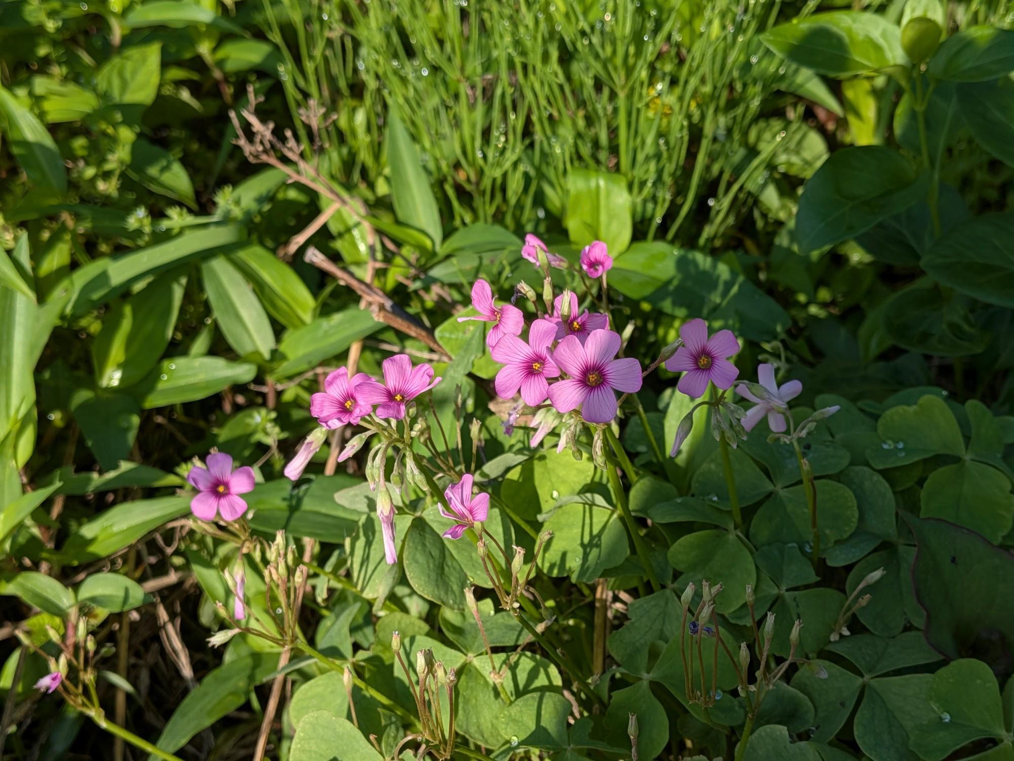 イモカタバミです😊 / mitsuさんのモーメント | YAMAP / ヤマップ