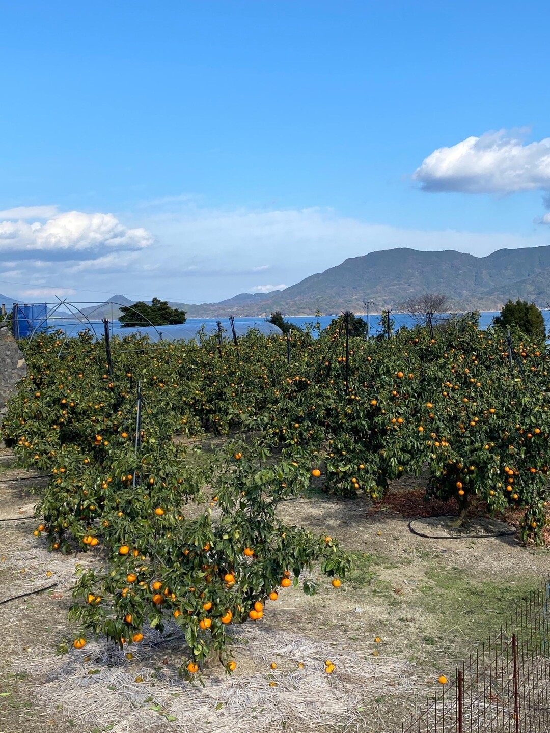 皇座山 / benchanさんの皇座山・大星山・上盛山の活動データ | YAMAP / ヤマップ