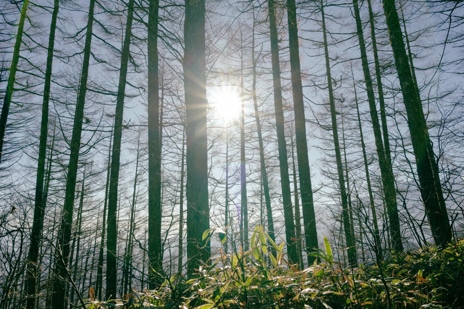 朝照らす / vlog_tottiyさんのモーメント | YAMAP / ヤマップ