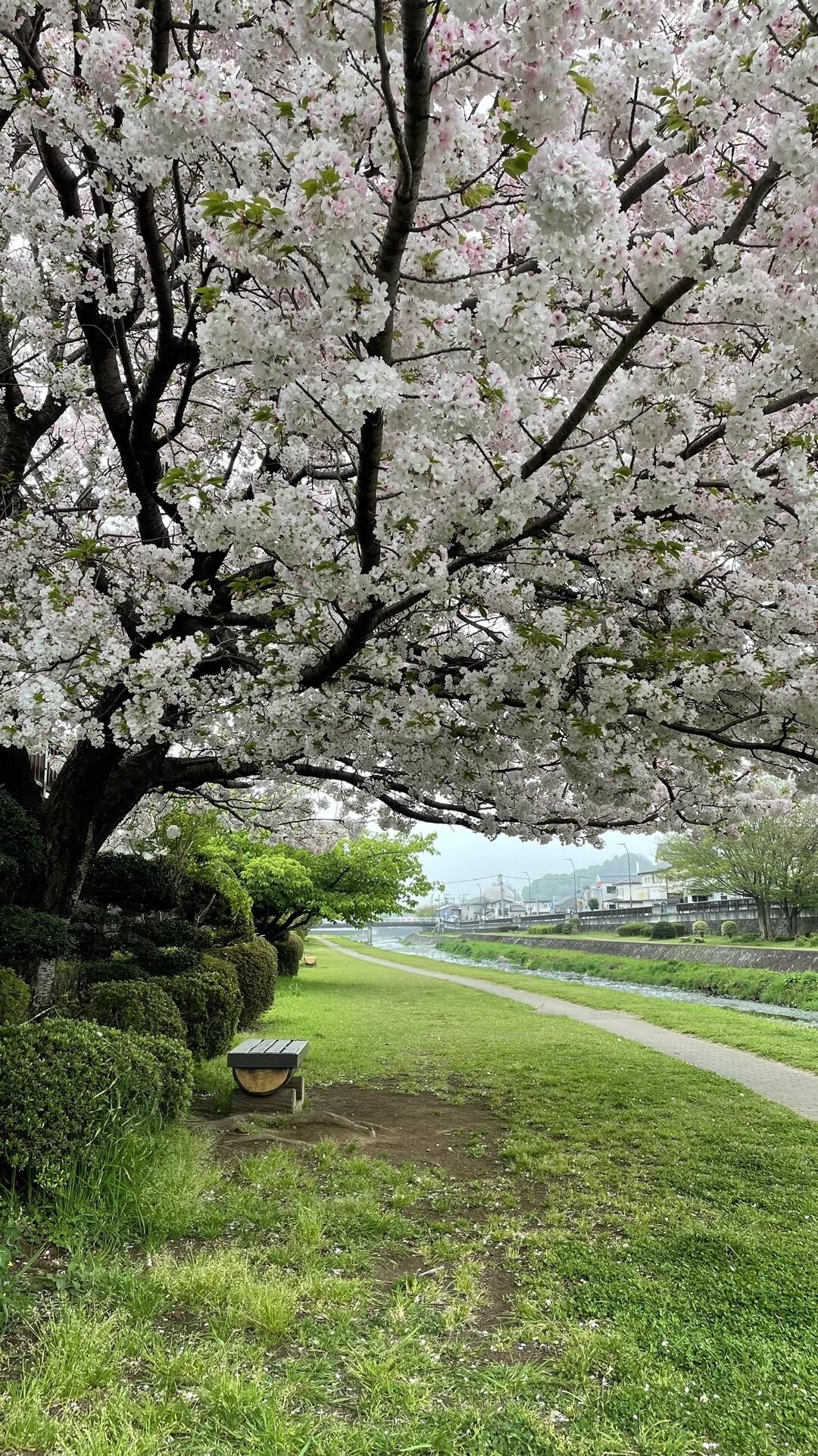浅間山・権現山・弘法山 / Mai.さんの丹沢山の活動日記 | YAMAP / ヤマップ