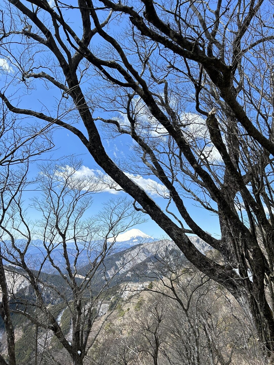 【帰りのみケーブルカー】大山・見晴らし台周回コース / Natsumiさんの大山の活動データ | YAMAP / ヤマップ