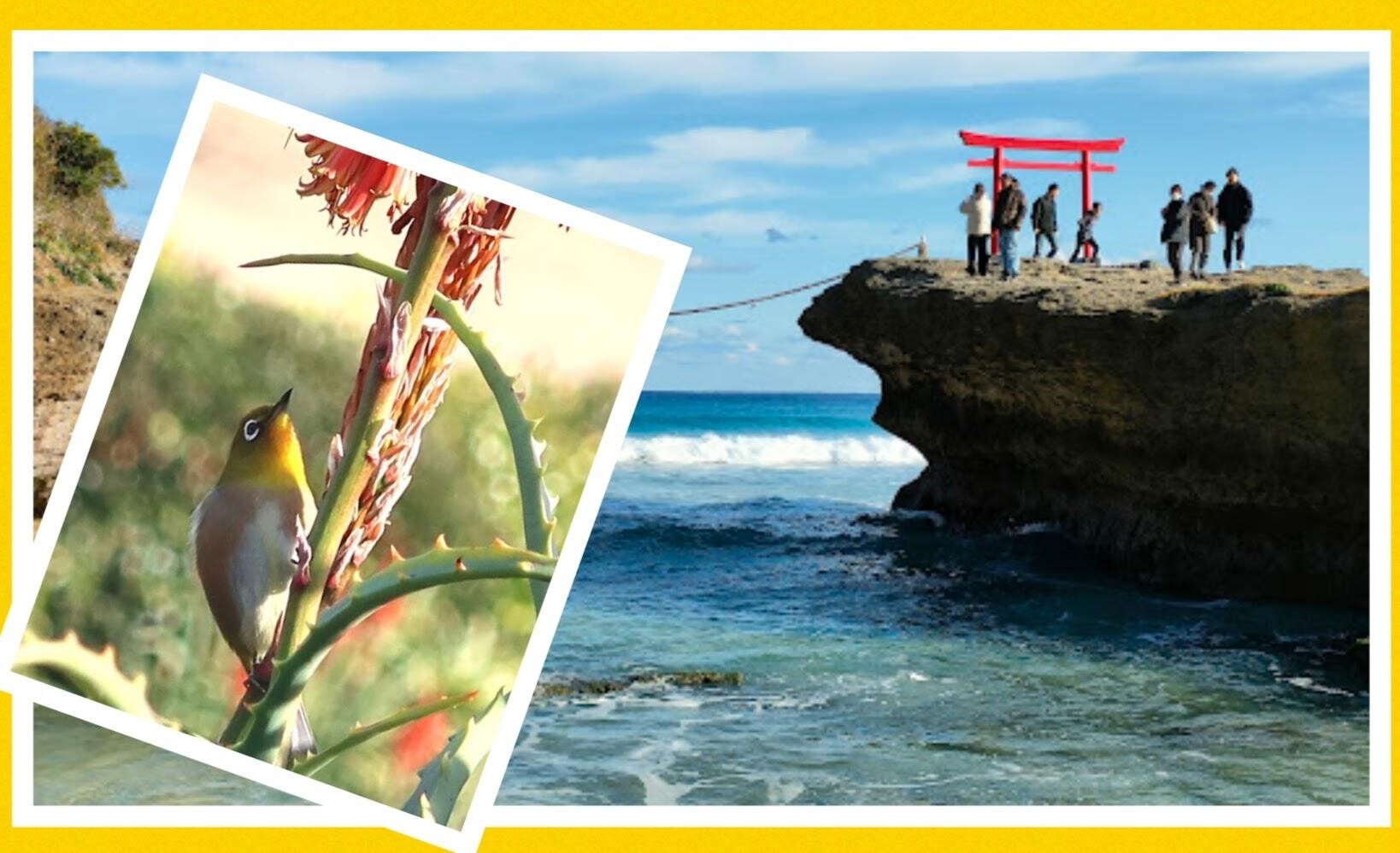 【海さんぽ】 I Z U u ～に😉👍️ アロエとメジロ🐤 / kunsanさんの下田市の活動データ | YAMAP / ヤマップ