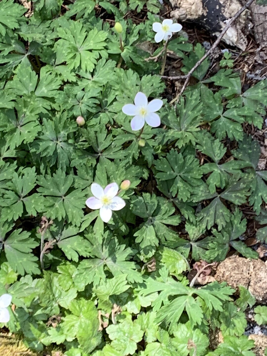 Norisanさんの投稿したフィールドメモ | YAMAP / ヤマップ