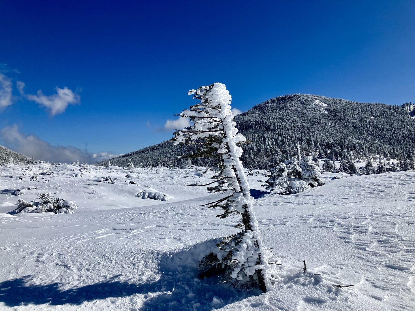 八ヶ岳ブルーの北横岳へ / Tetsuyaさんの蓼科山・横岳・縞枯山の活動データ | YAMAP / ヤマップ