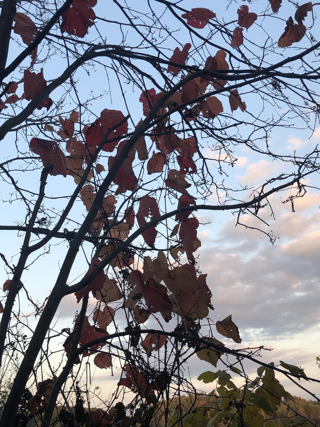 暮れ方に、山葡萄の〜丸山 / taikaと銀子さんの音江山・沖里河山の活動データ | YAMAP / ヤマップ