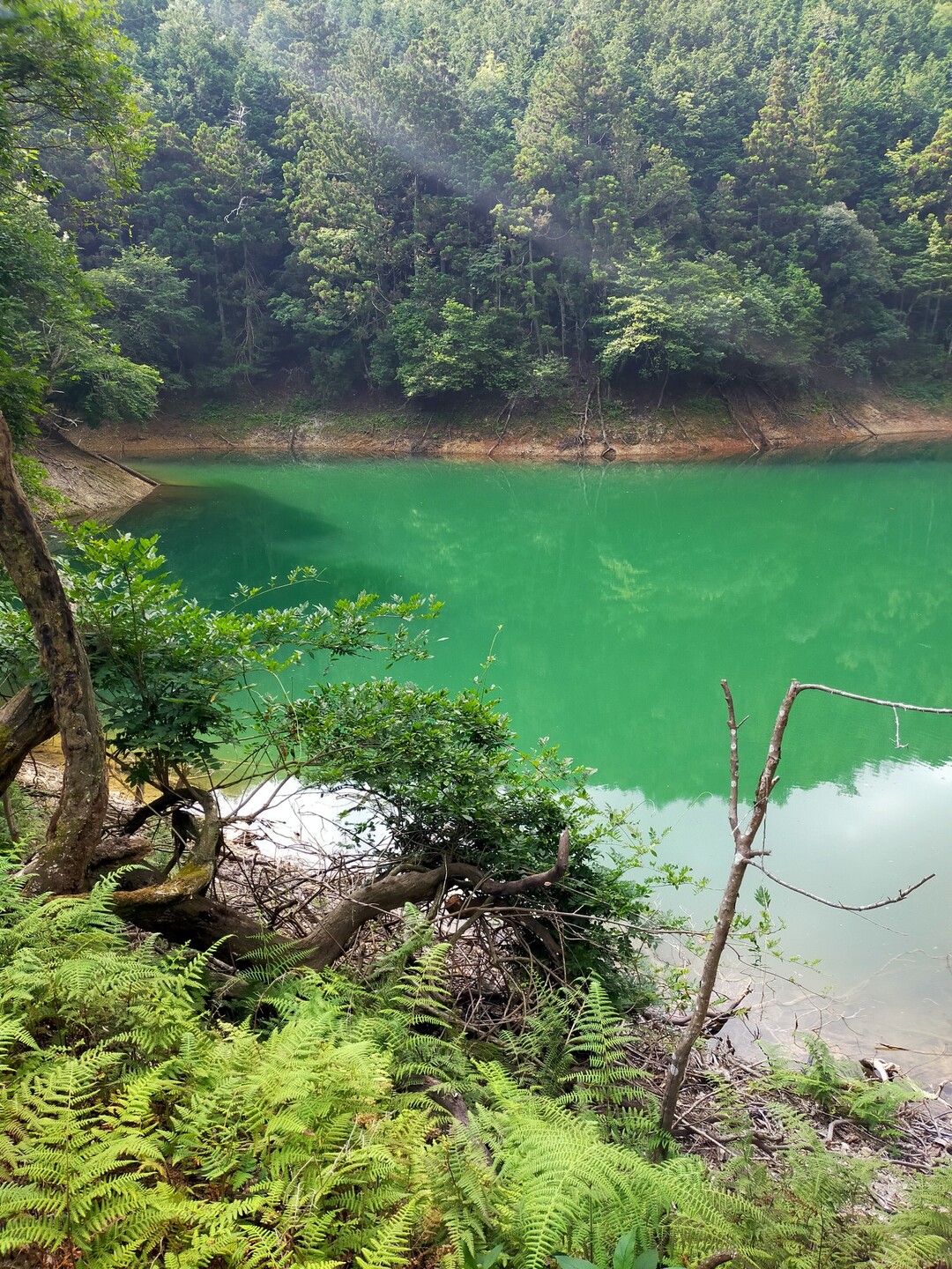 龍神池〜牛尾山〜音羽山 #61 / yassunさんの音羽山・醍醐山の活動日記 | YAMAP / ヤマップ
