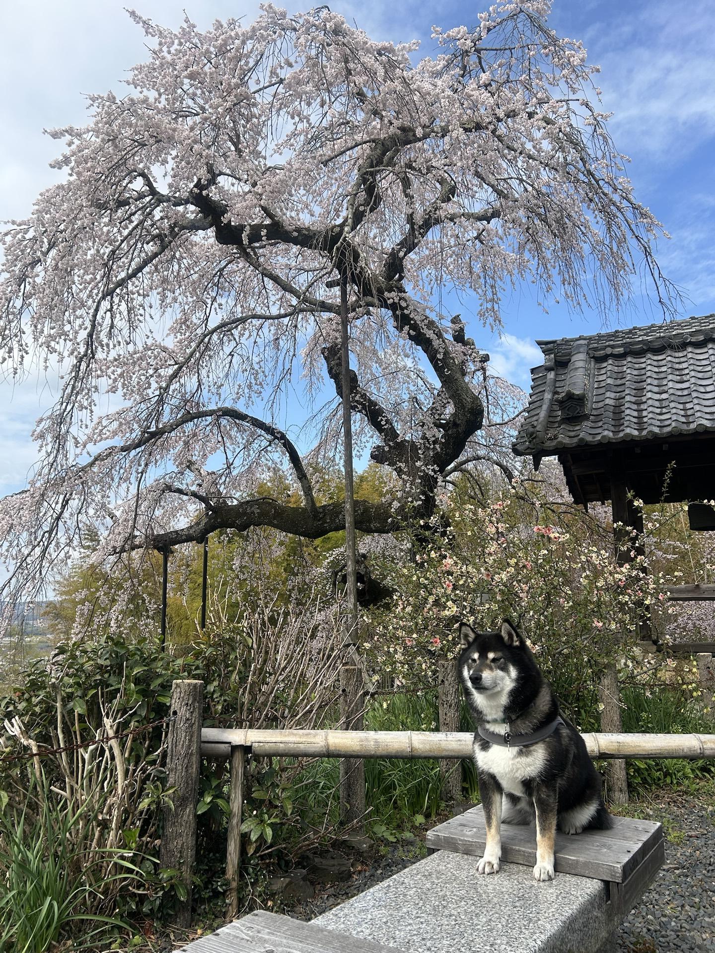 父親の一周忌 去年見たかった桜が綺麗に咲... / Corchanさんのモーメント | YAMAP / ヤマップ
