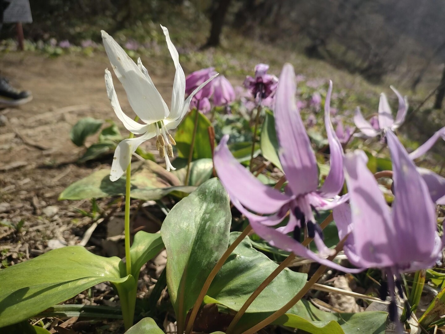 花のお山、南条八石山（下八石山） / AZU_YUMIさんの八石山の活動データ | YAMAP / ヤマップ