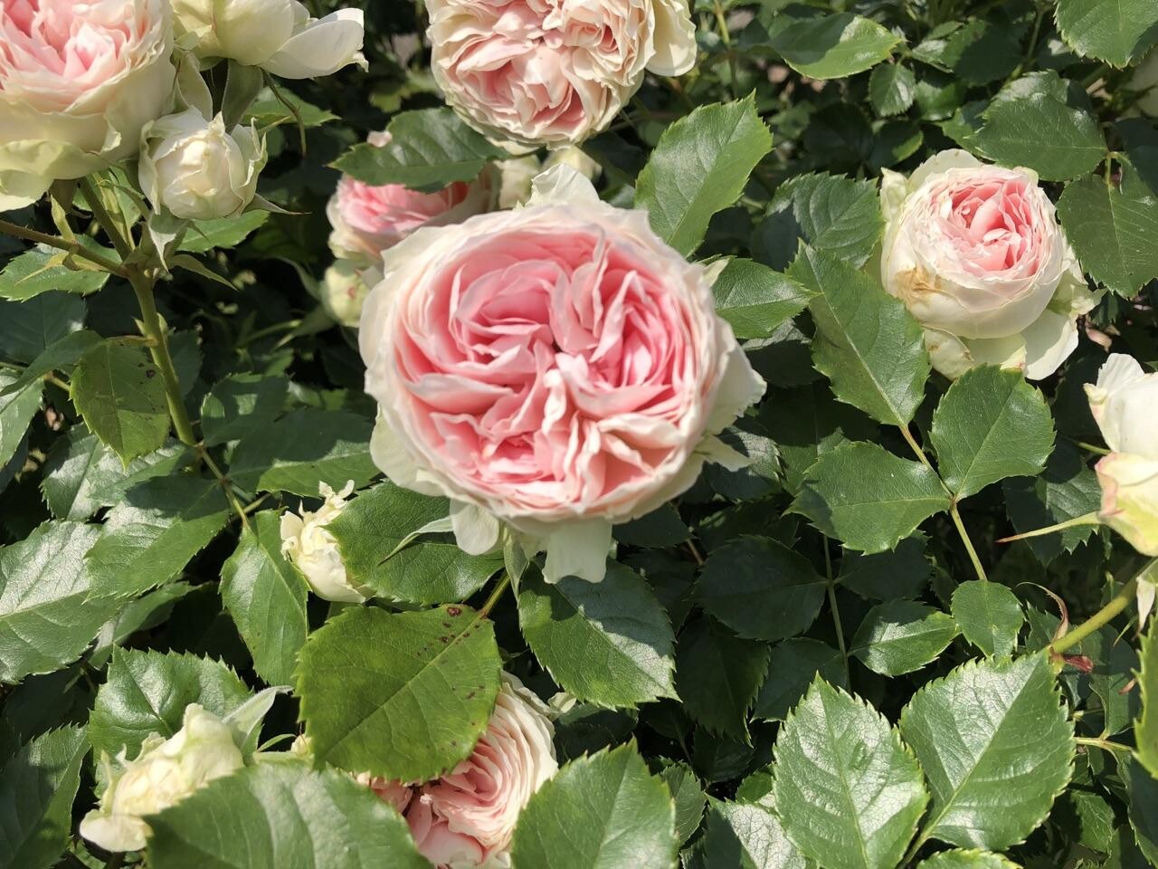 *Aurora*のページ | YAMAP / ヤマップ