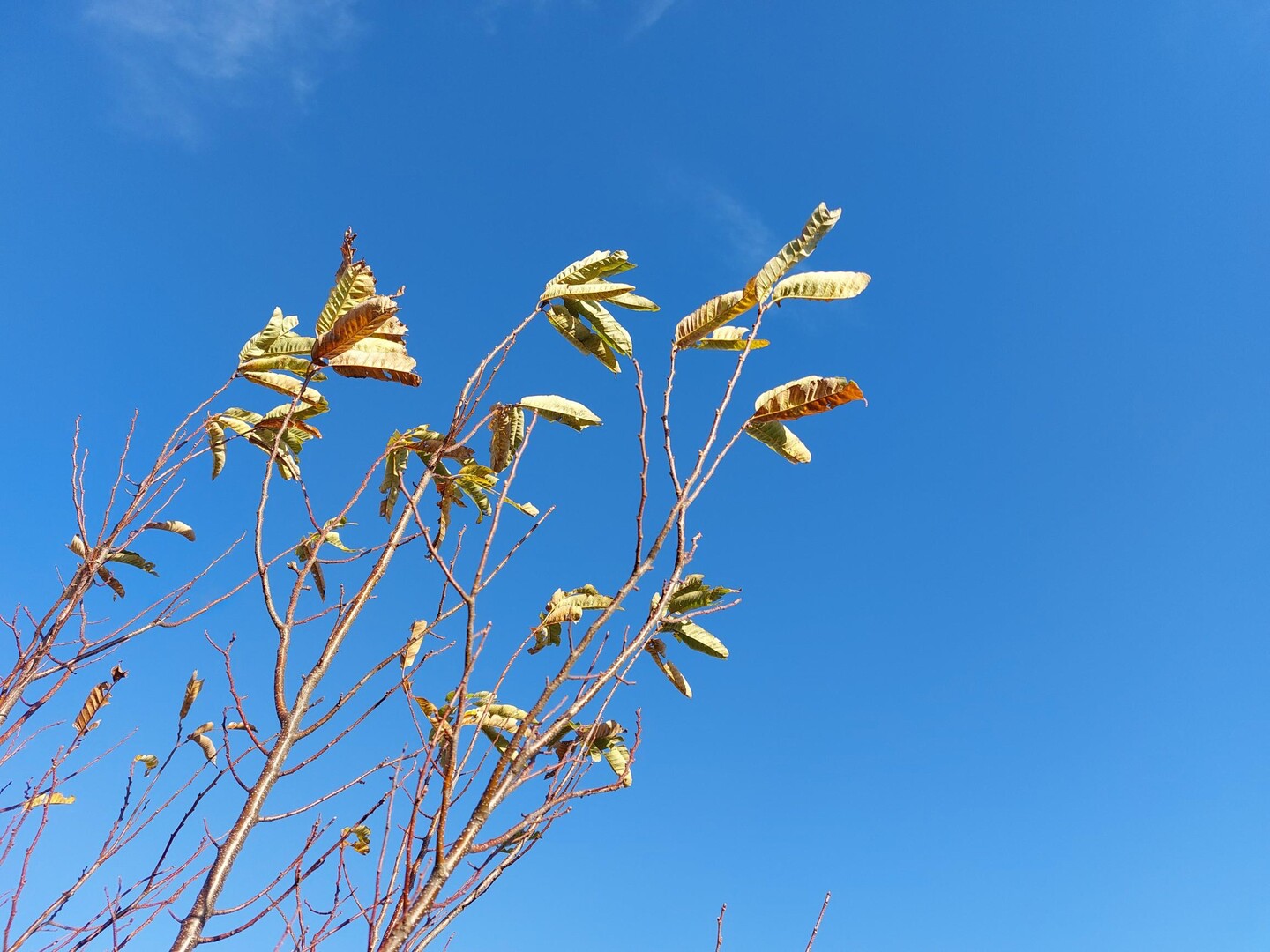 遣水観音山 落ち葉の道🍂 / 紋さんの遣水観音山・遊泉寺砂山・高野山の活動データ | YAMAP / ヤマップ