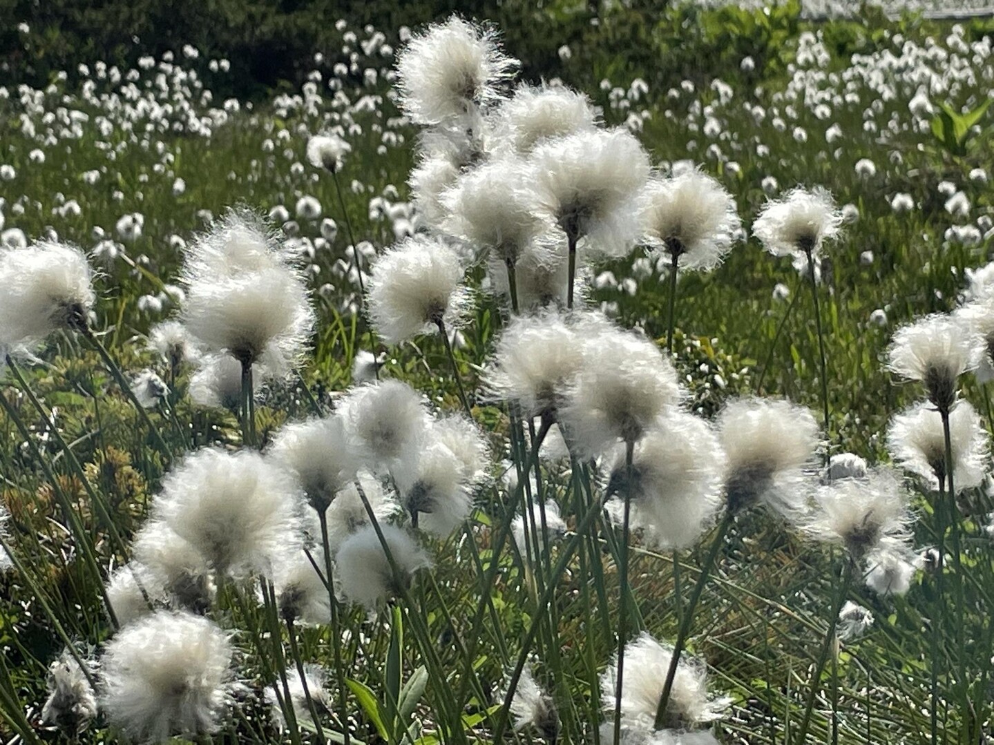 INTO THE Mt.ZAO / ふぇとさんの蔵王山・雁戸山・不忘山の活動データ | YAMAP / ヤマップ