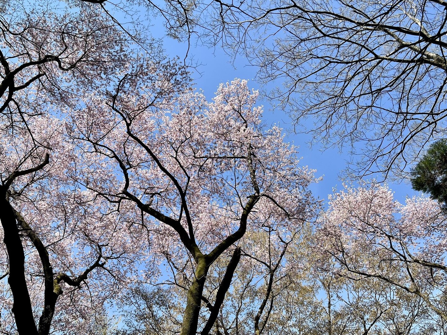 福智山 桜巡り🌸 / Masakaさんの福智山・尺岳・雲取山の活動データ | YAMAP / ヤマップ