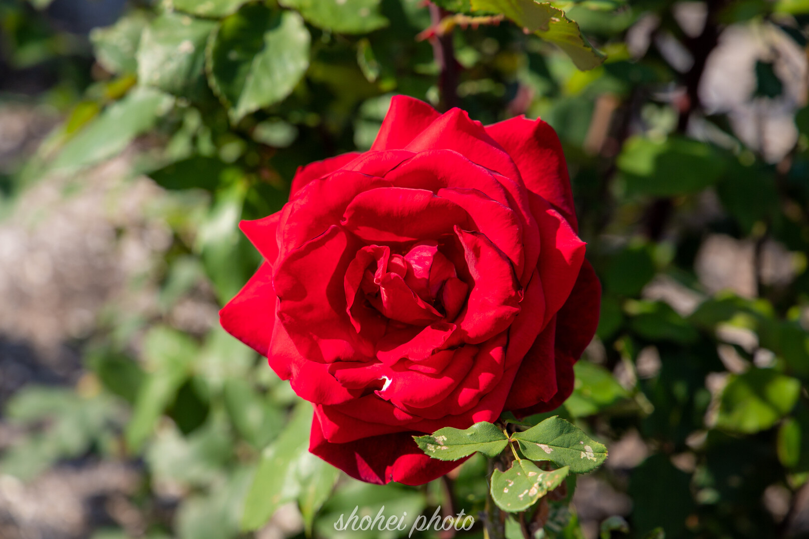 昨日は利尻富士が綺麗に見えてました！ そ... / sho!!さんのモーメント | YAMAP / ヤマップ