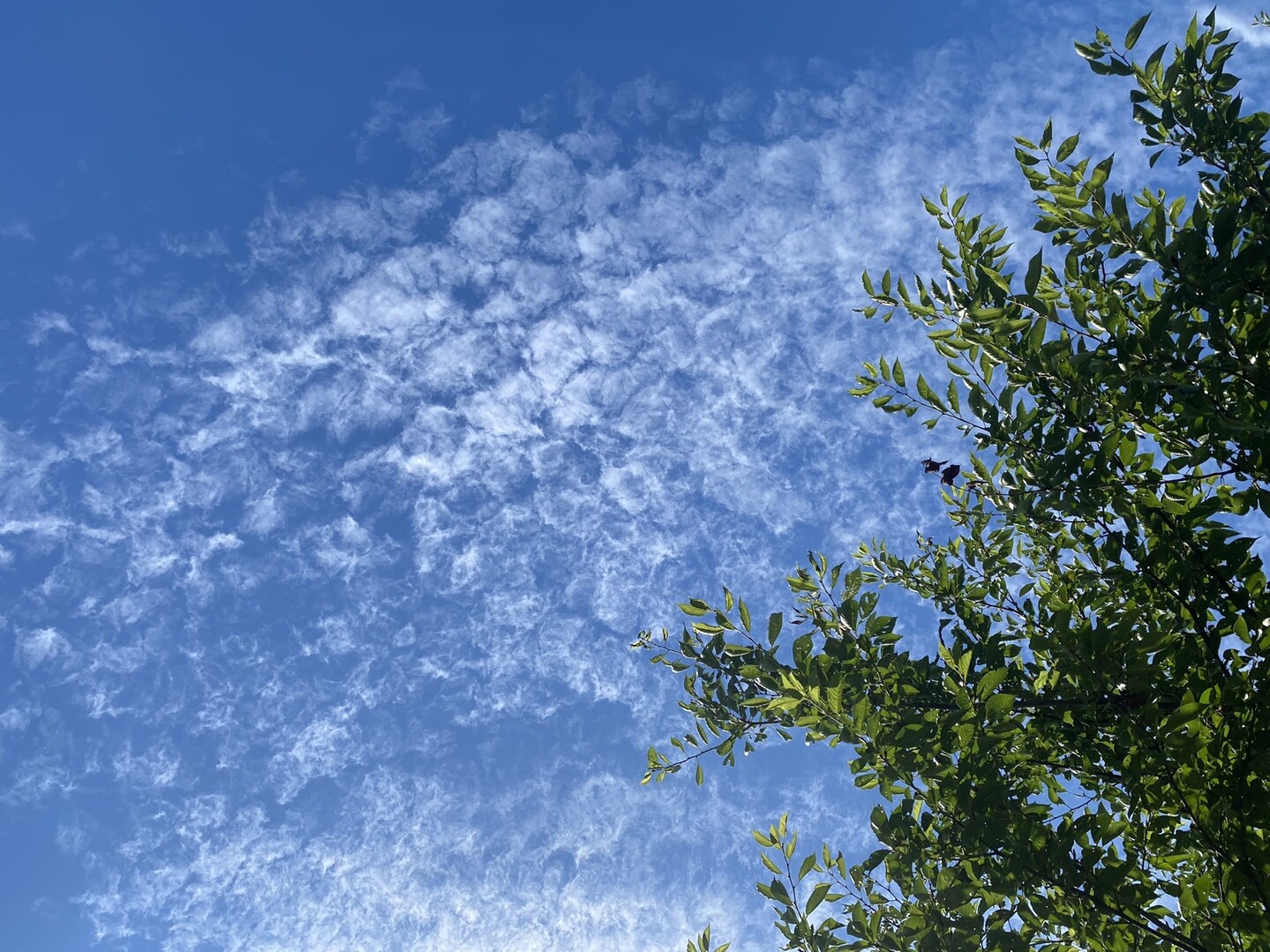 ️️ うろこ雲 ️ 2022年7月... / meshiさんのモーメント | YAMAP / ヤマップ