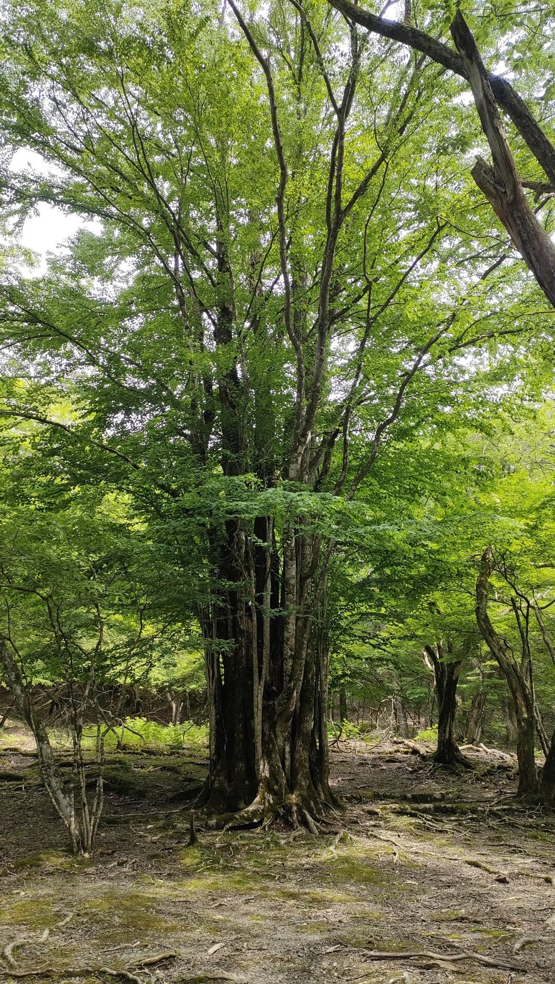 羽鳥峰・塔ノ峰・作ノ峰・高岩・クラシジャンダルム・クラシ・高昌山 / dai-chanさんの釈迦ヶ岳の活動データ | YAMAP / ヤマップ