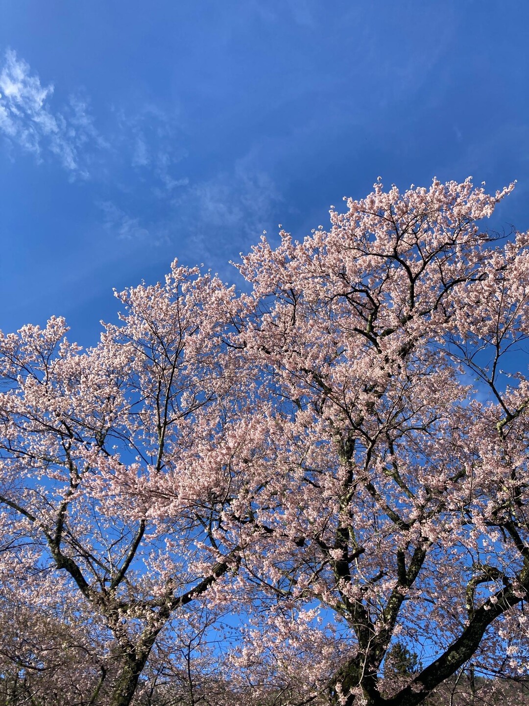 池田山🌸🌸🌸 / panさんの池田山の活動データ | YAMAP / ヤマップ