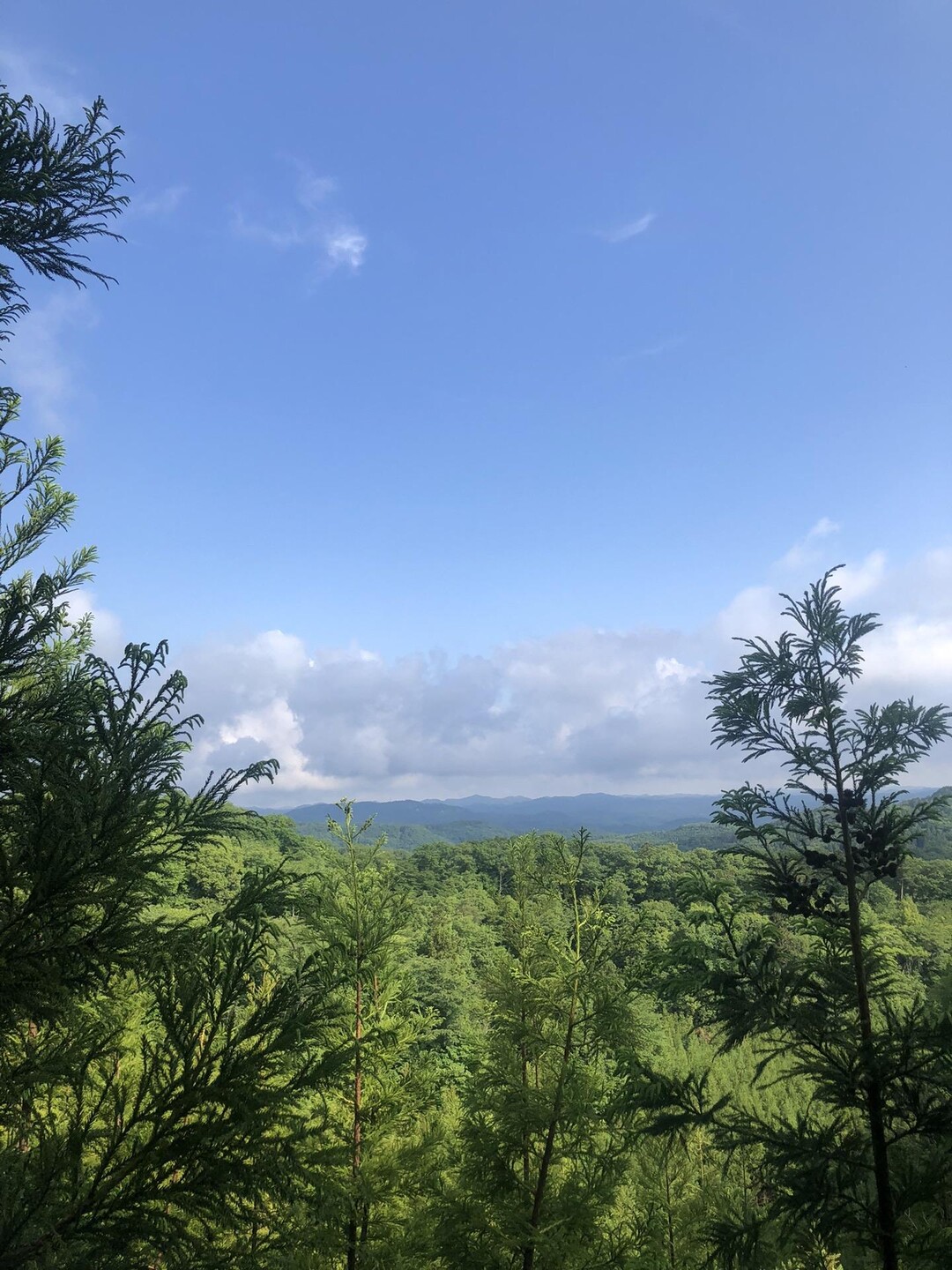 井殿山・津室山・住谷山 / Yasさんの御前山の活動データ | YAMAP / ヤマップ