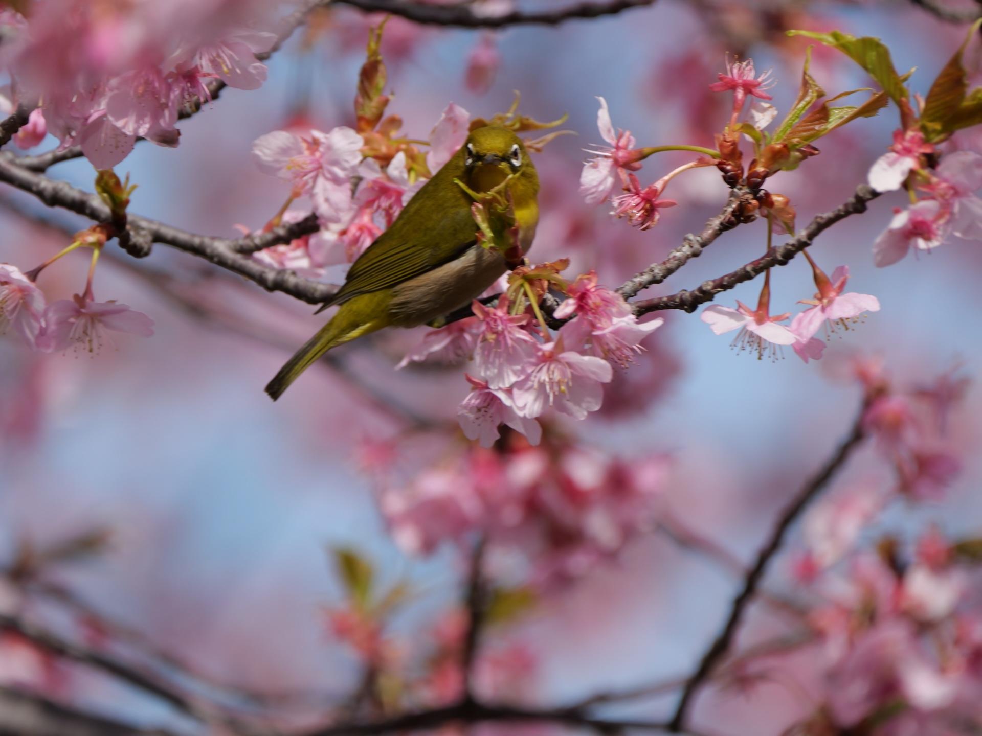 神奈川県内の公園で鳥見です。 この公園... / やまびこGさんのモーメント | YAMAP / ヤマップ