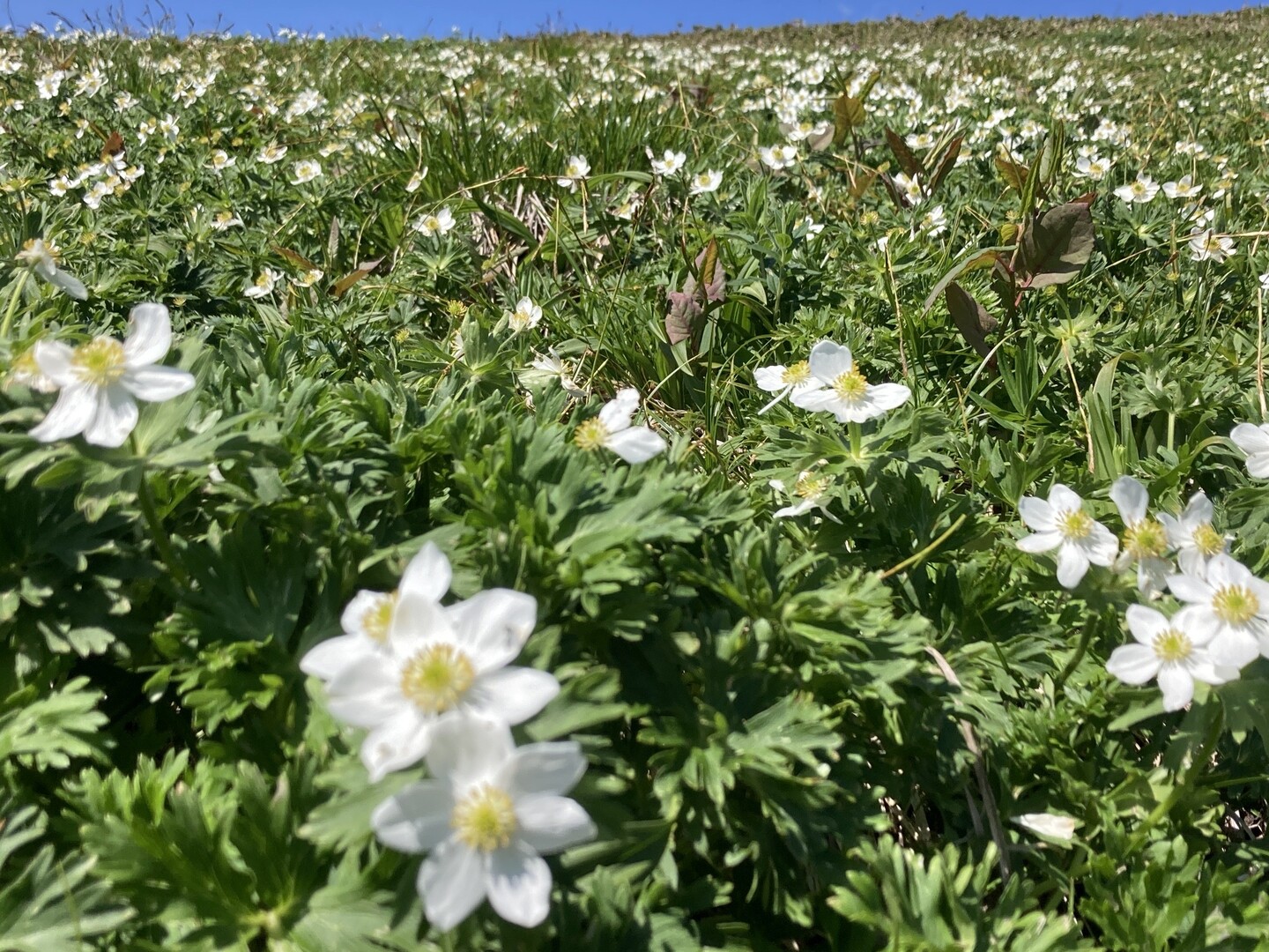 2022.06.29(水) 09:07 / すかいさんのモーメント | YAMAP / ヤマップ