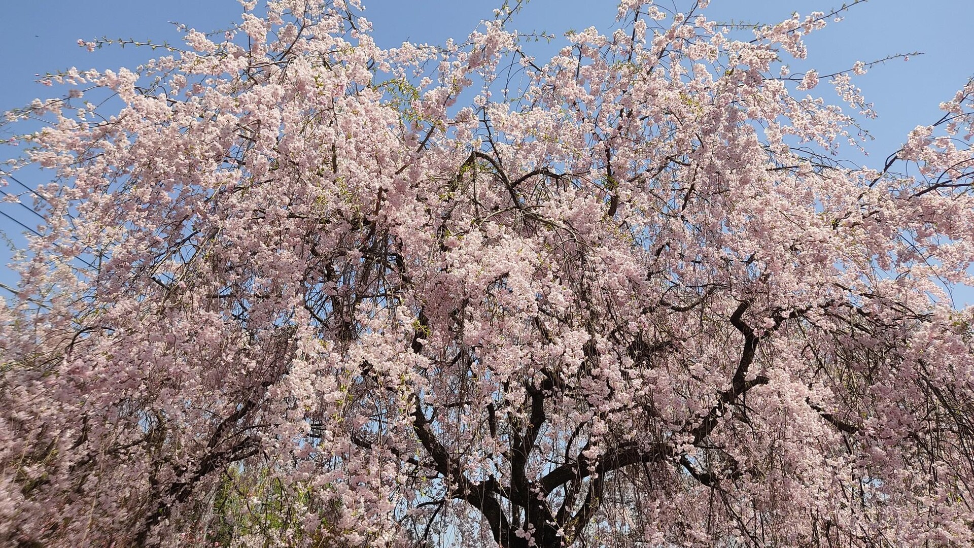 太平山・晃石山・青入山 / azumanさんの太平山・晃石山・唐沢山の活動日記 | YAMAP / ヤマップ