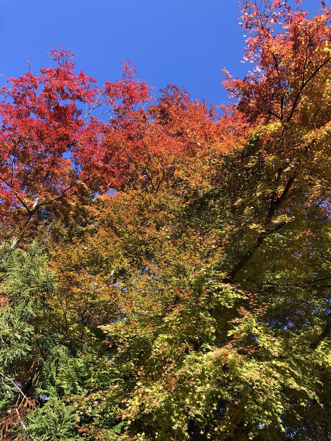 京都一周トレイル9/9 / megさんの京都一周トレイルの活動データ | YAMAP / ヤマップ