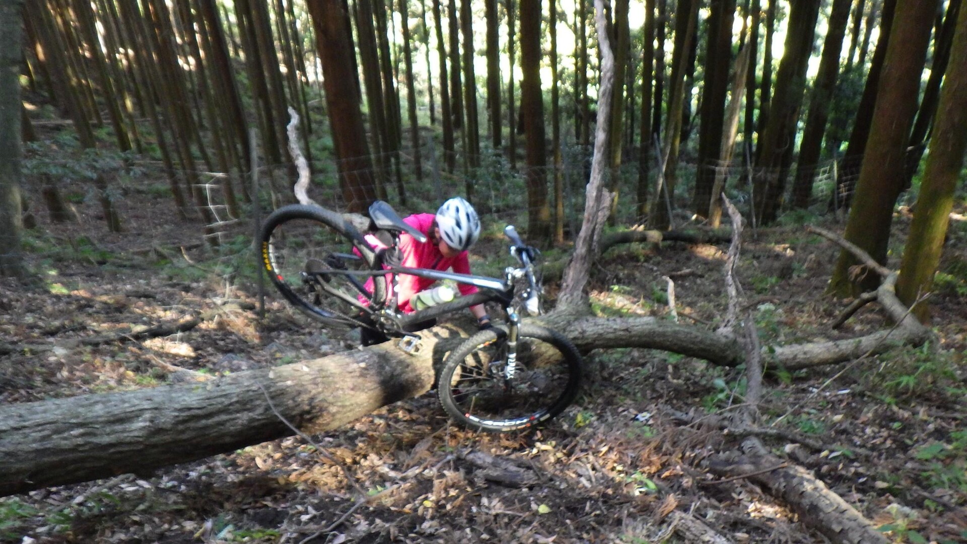 2023,11,29 神奈川県の里山でマ... / MHさんのモーメント | YAMAP / ヤマップ