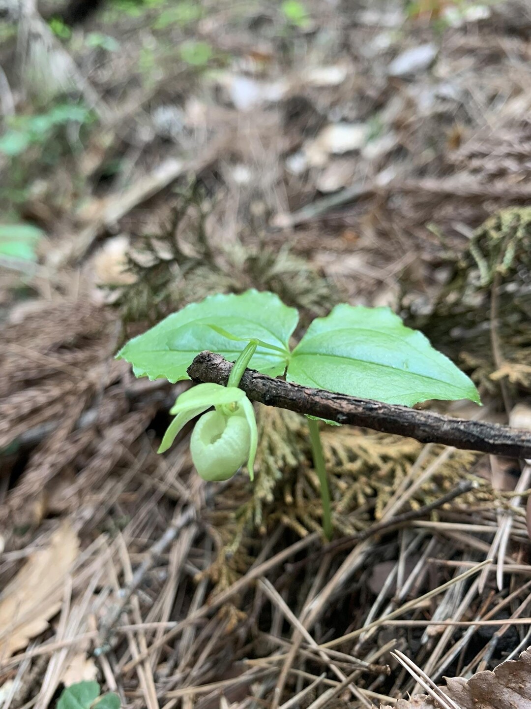 レクイエム1 今月初めに三重の花友が山... / Atto-Rieさんのモーメント | YAMAP / ヤマップ