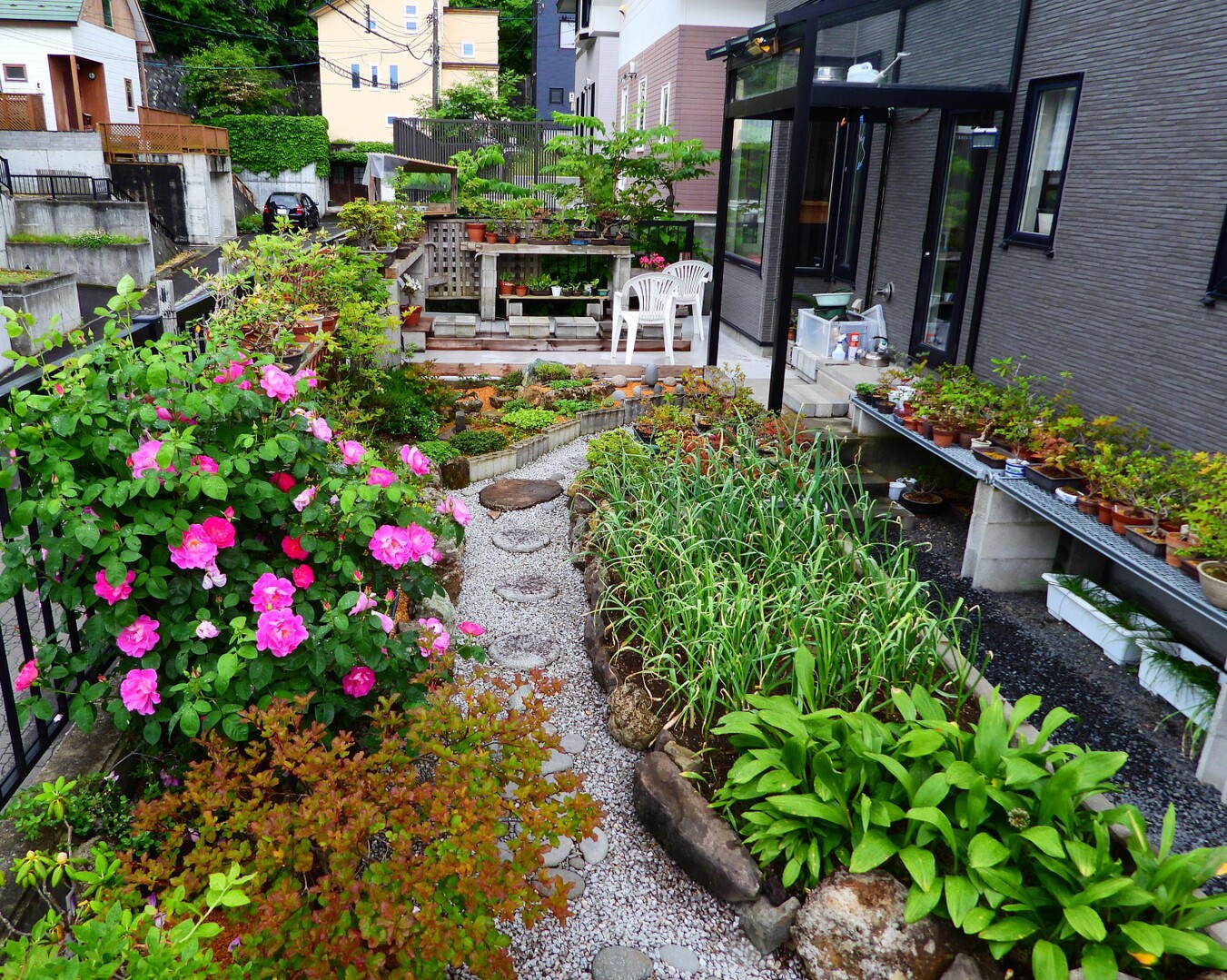 庭の花♪～2024年 / pon(夫) ＆ 連れ(妻)さんのその他の活動データ | YAMAP / ヤマップ