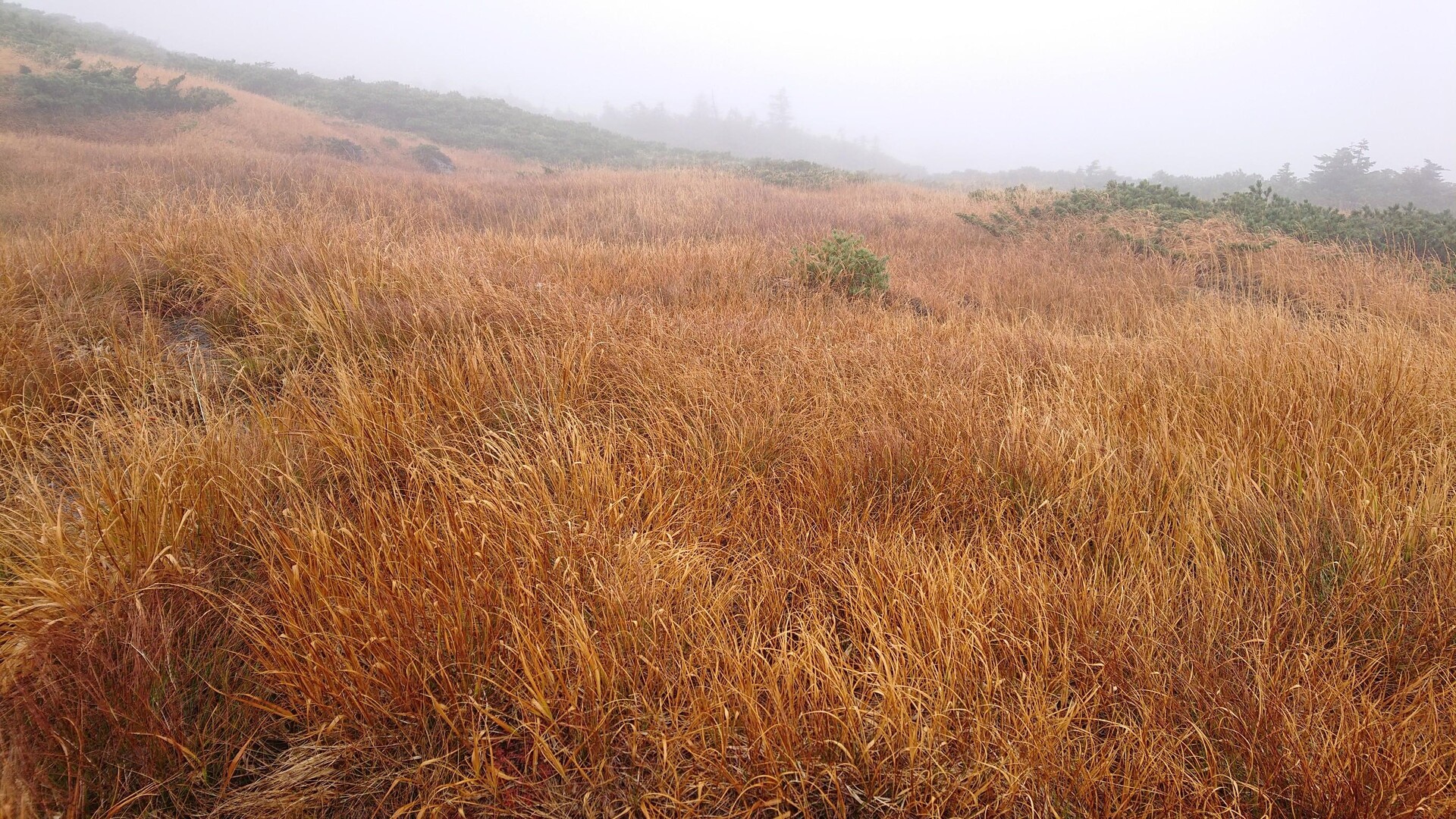 西吾妻山 / mune-Zさんの吾妻山・一切経山の活動データ | YAMAP / ヤマップ