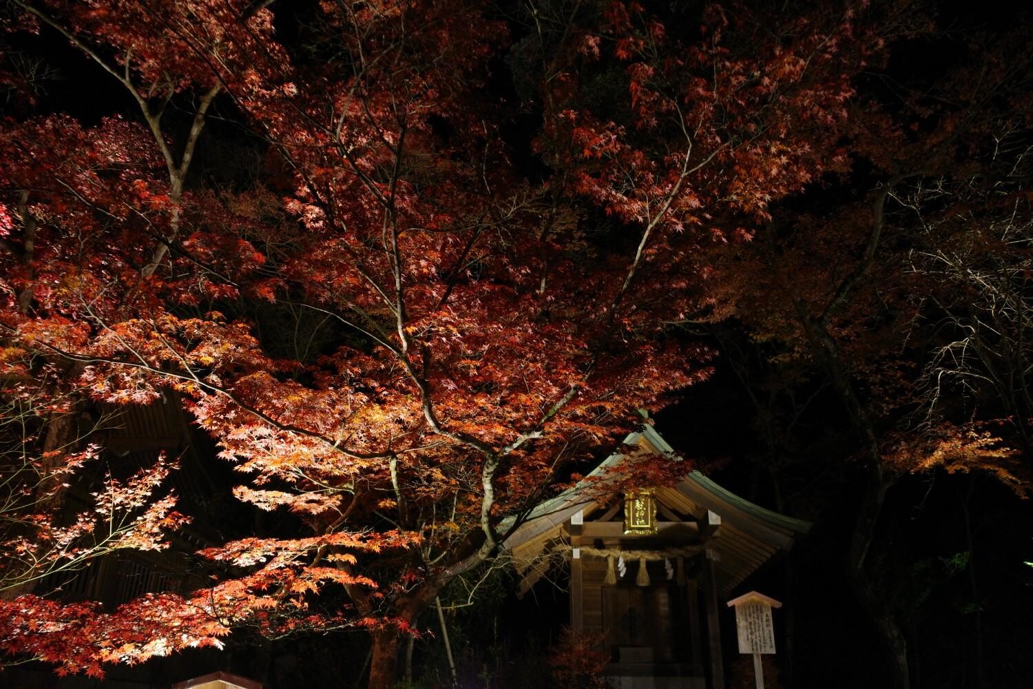 夜紅葉🍁宝満山 / n-u-m-aさんの宝満山・三郡山・若杉山の活動データ | YAMAP / ヤマップ