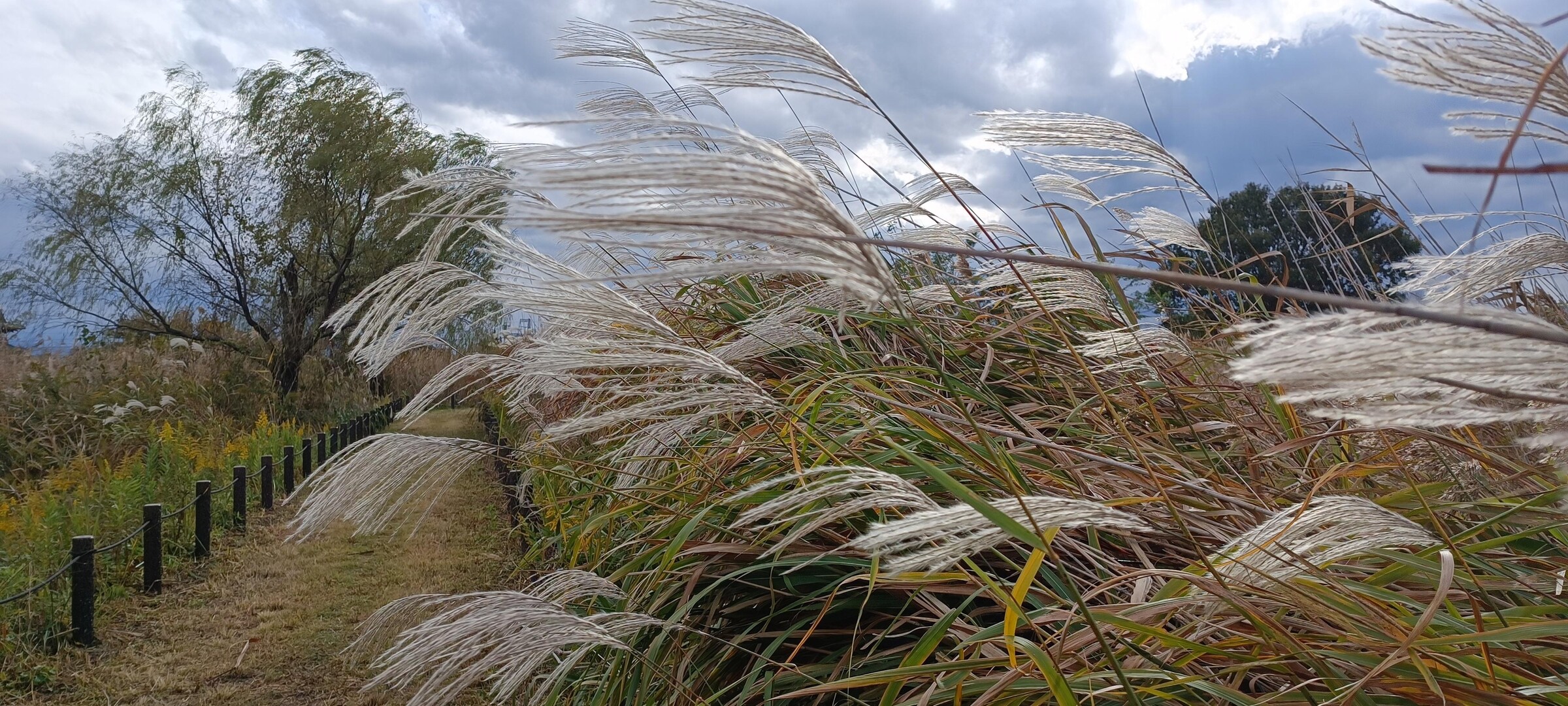 平城宮跡オギを見て、北へ南へ徘徊 / walkinさんの矢田丘陵・法隆寺の活動データ | YAMAP / ヤマップ