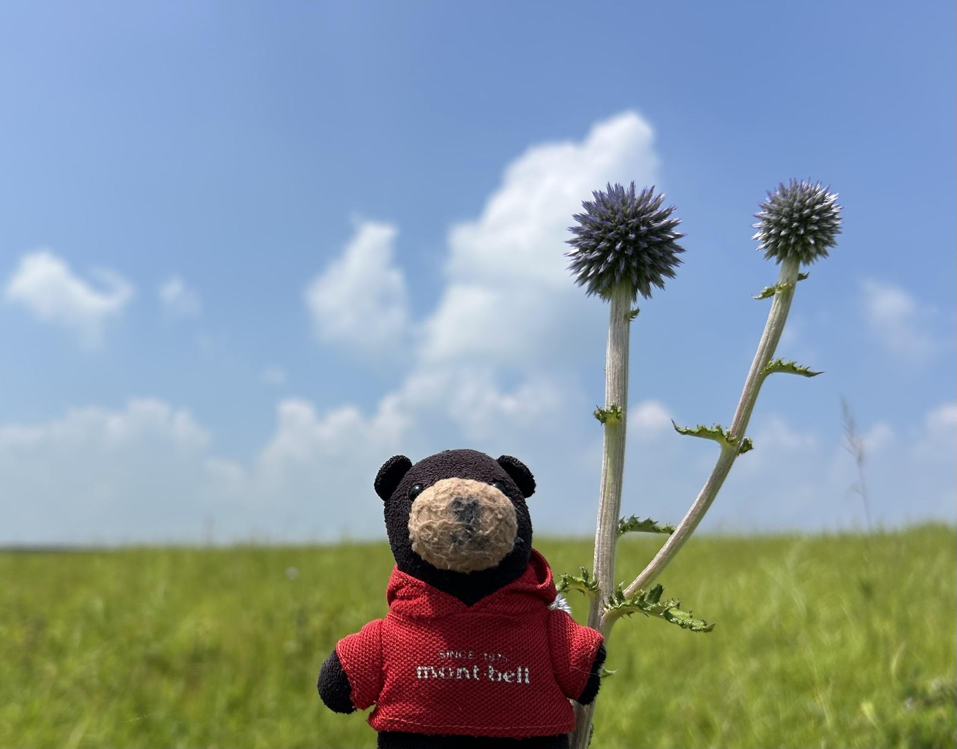 花、ときどき虫((´∀`*)) / datinさんの九重山（久住山）・大船山・星生山の活動データ | YAMAP / ヤマップ